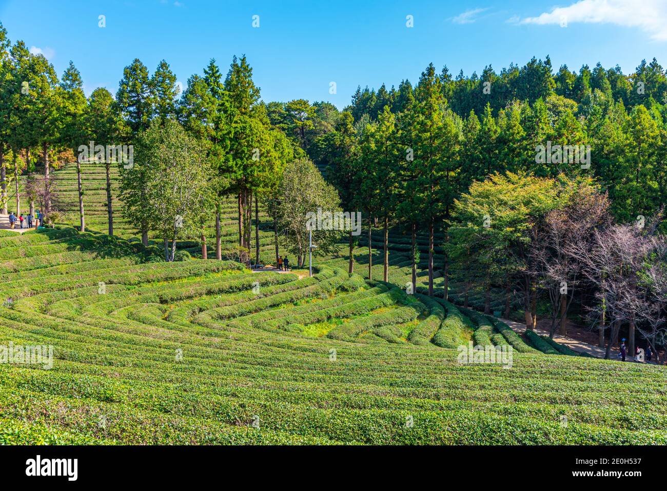 Tea terraces at Boseong tea plantations in Republic of Korea Stock ...