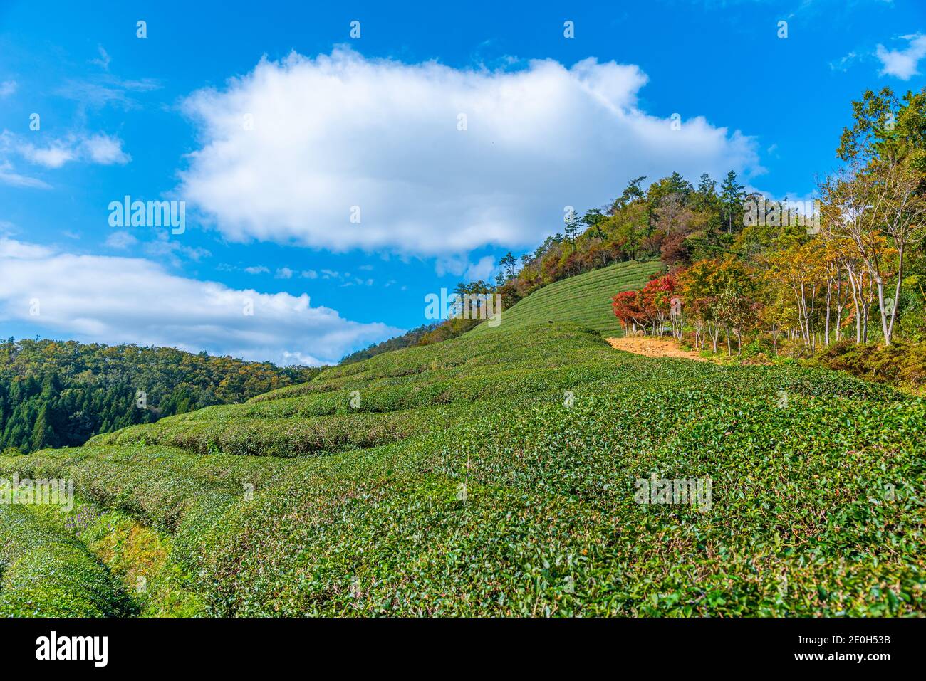 Tea terraces at Boseong tea plantations in Republic of Korea Stock ...