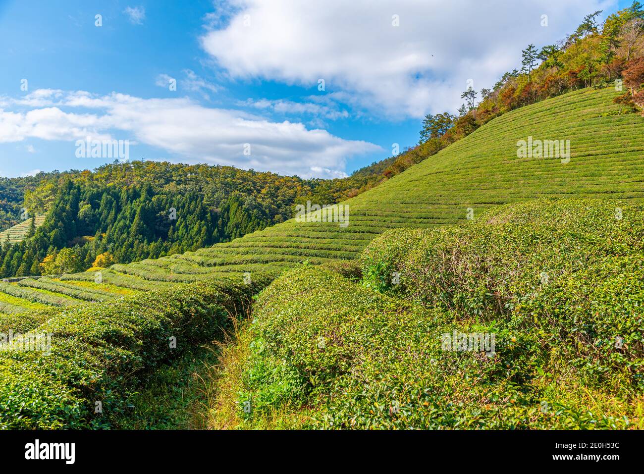Tea terraces at Boseong tea plantations in Republic of Korea Stock ...