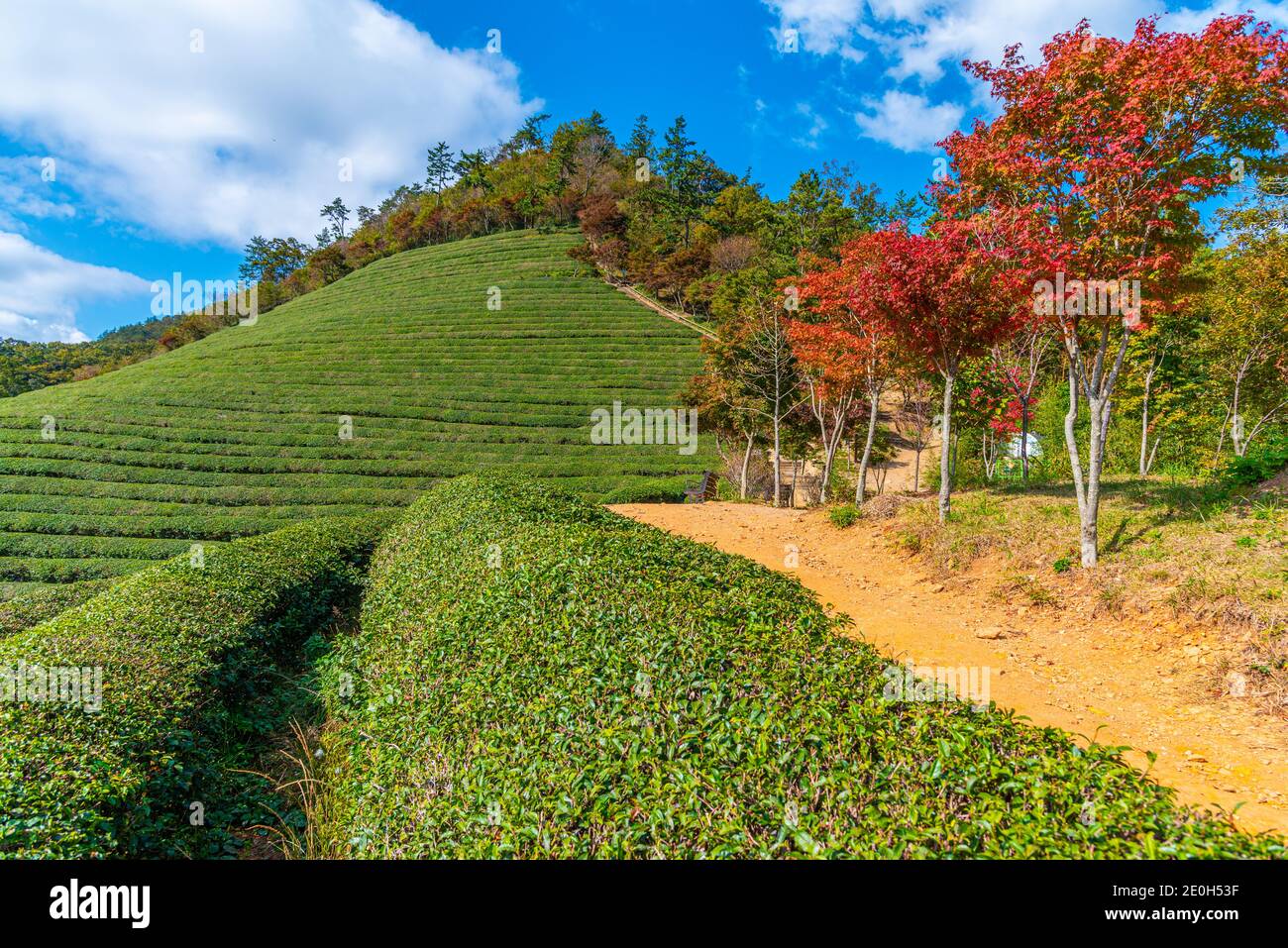 Tea terraces at Boseong tea plantations in Republic of Korea Stock ...
