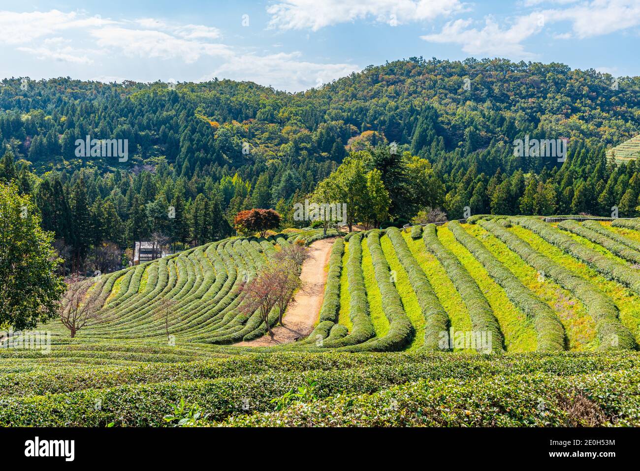 Tea terraces at Boseong tea plantations in Republic of Korea Stock ...