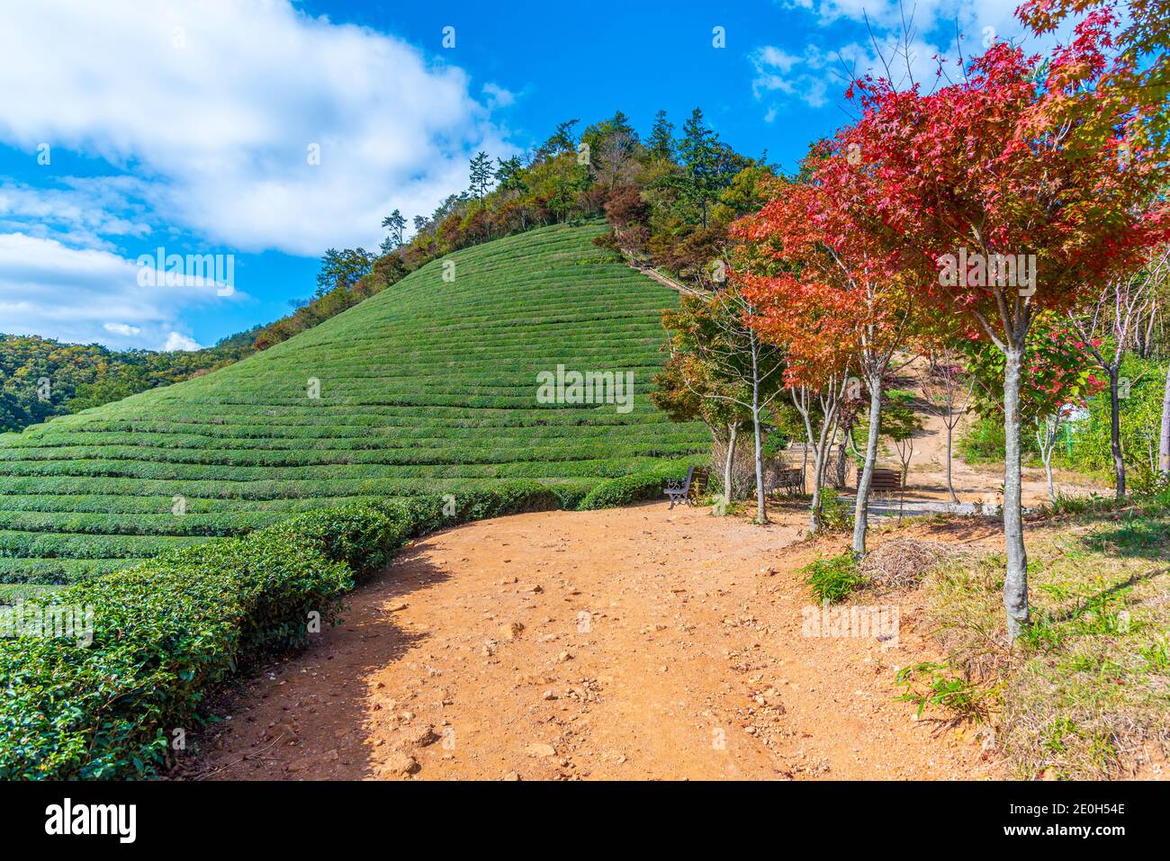 Tea terraces at Boseong tea plantations in Republic of Korea Stock ...