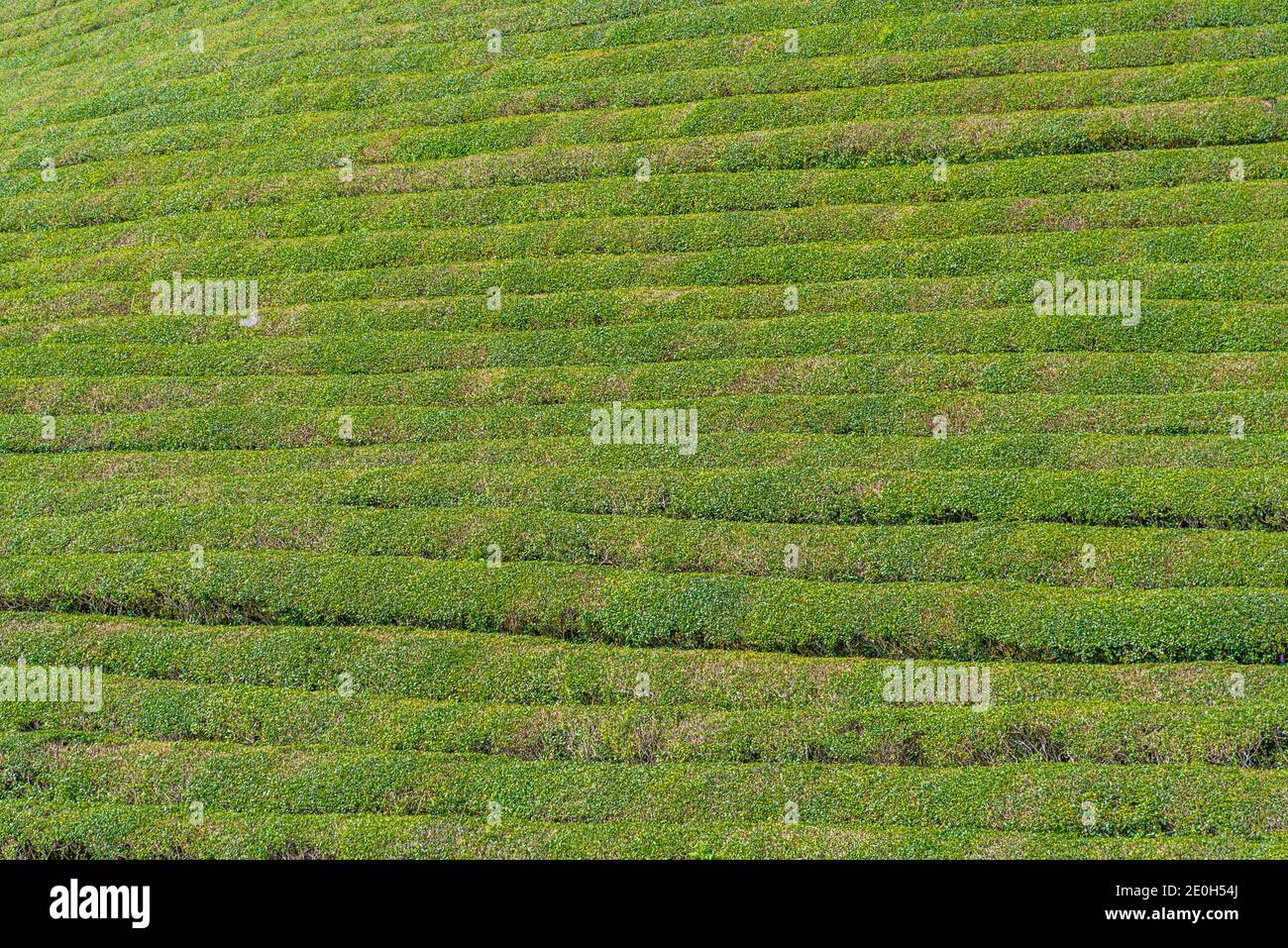 Tea terraces at Boseong tea plantations in Republic of Korea Stock ...