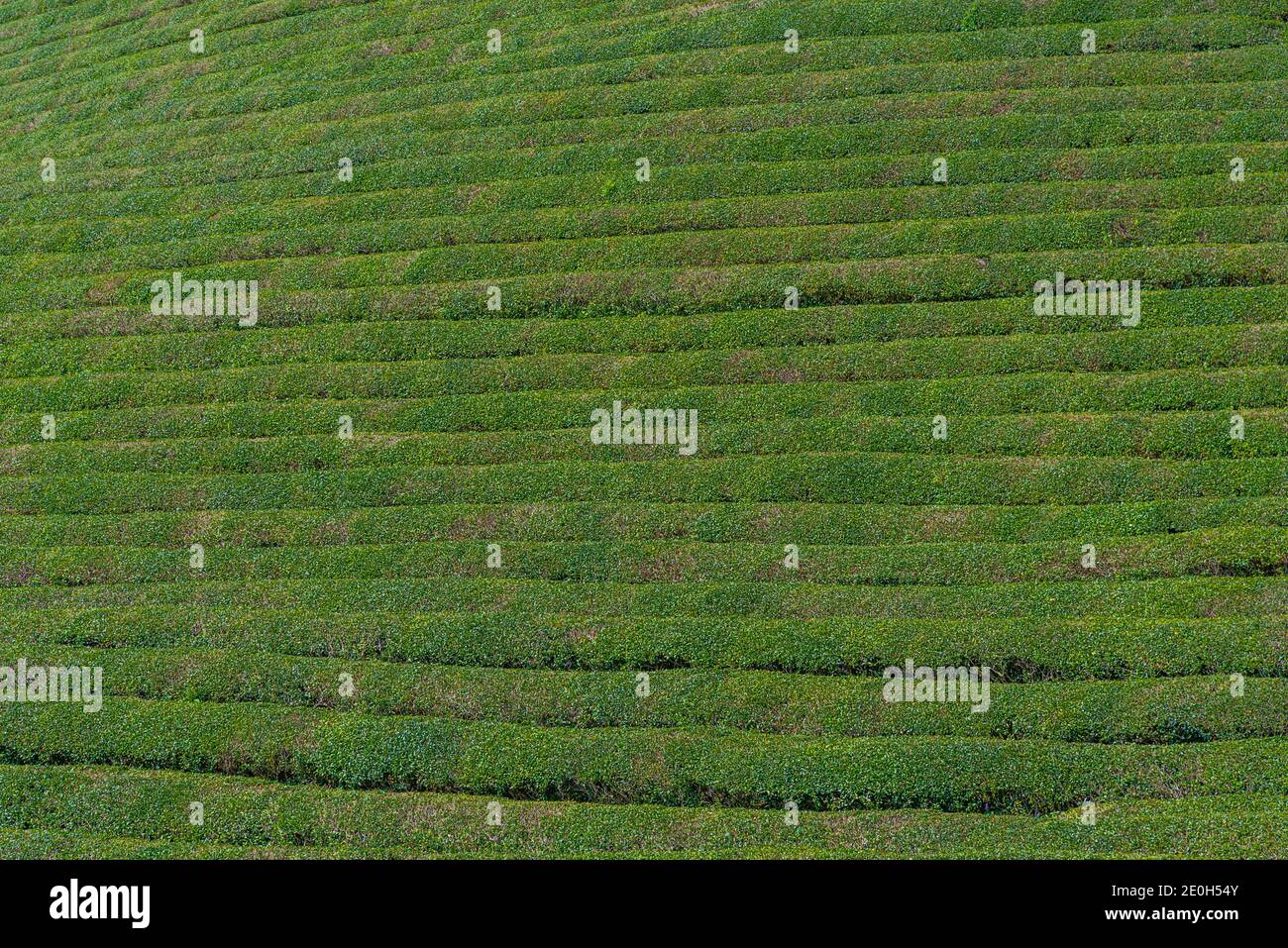 Tea terraces at Boseong tea plantations in Republic of Korea Stock ...