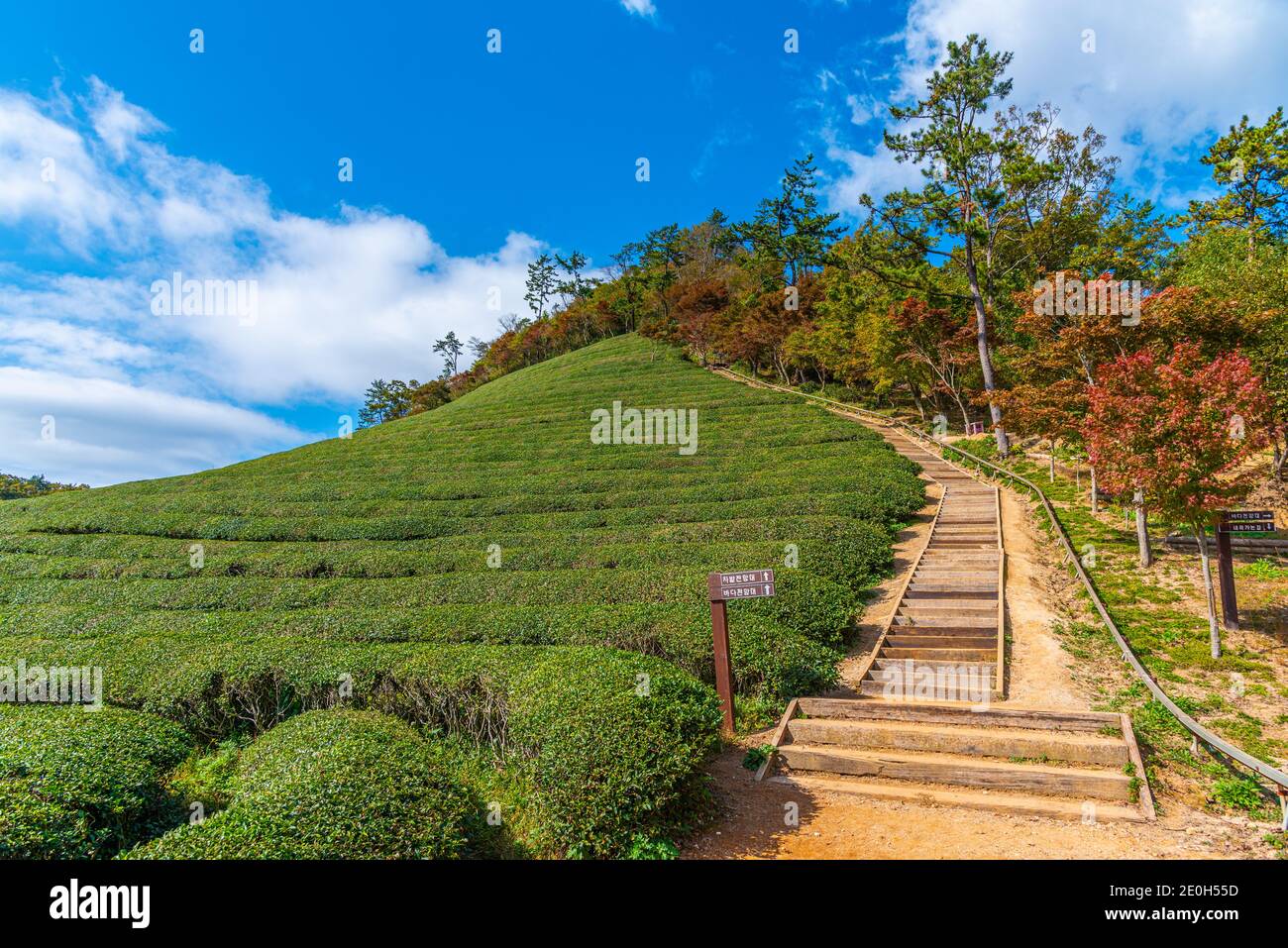 Tea terraces at Boseong tea plantations in Republic of Korea Stock ...