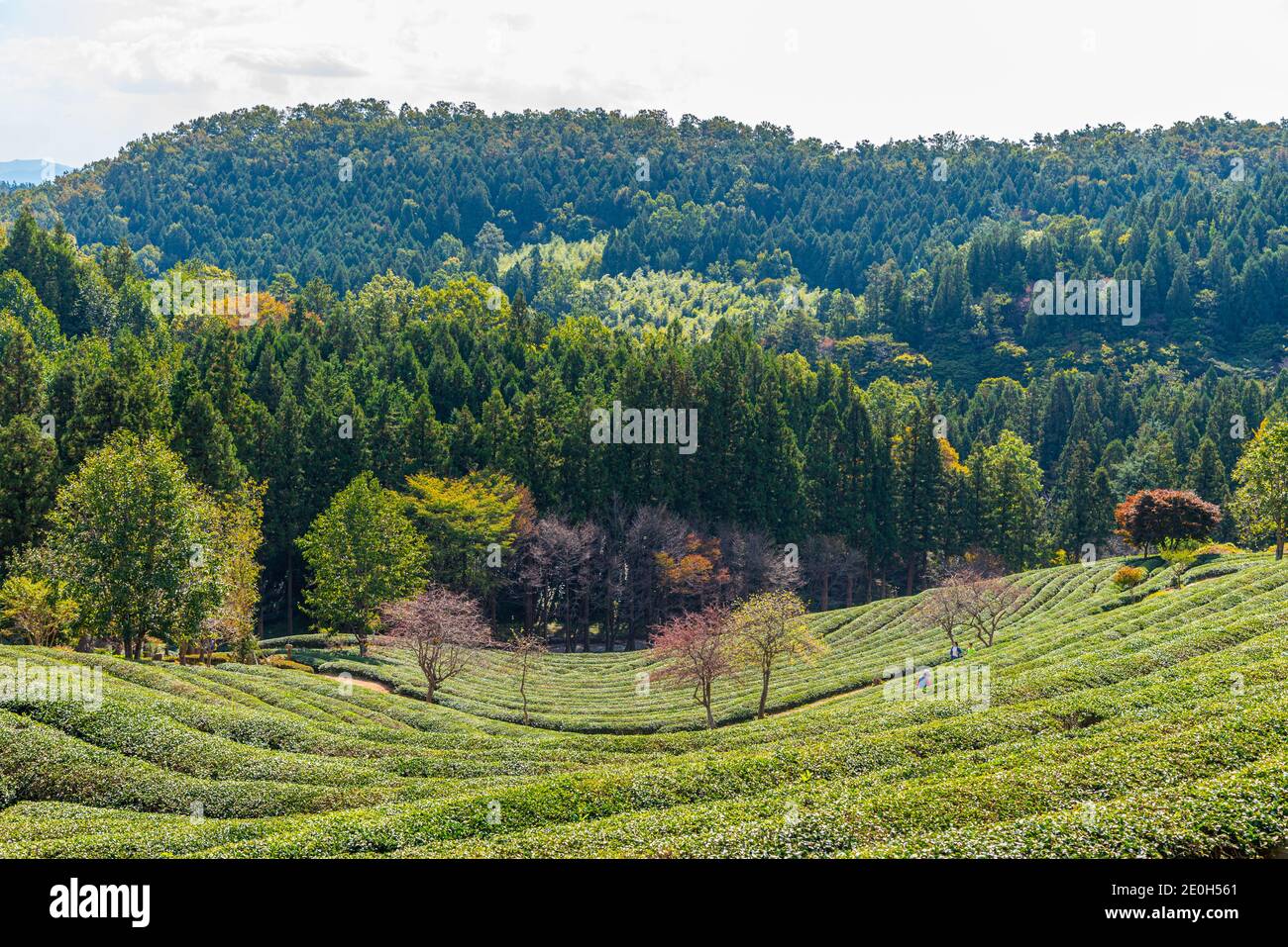 Tea terraces at Boseong tea plantations in Republic of Korea Stock ...