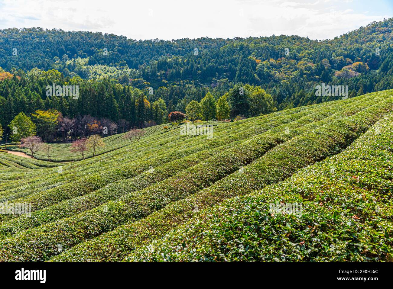 Tea terraces at Boseong tea plantations in Republic of Korea Stock ...