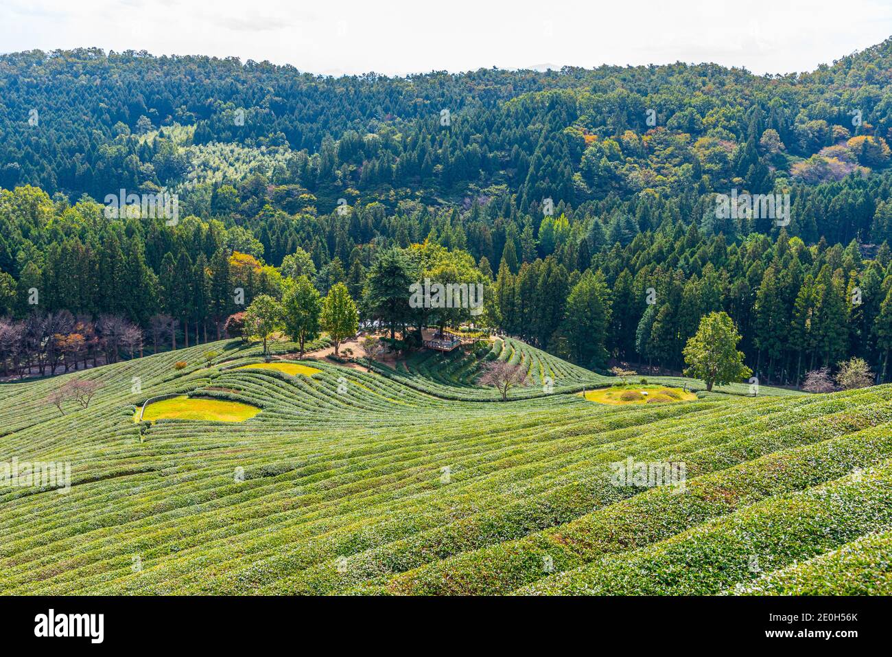 Tea terraces at Boseong tea plantations in Republic of Korea Stock ...