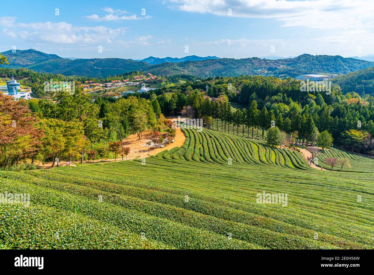 Tea terraces at Boseong tea plantations in Republic of Korea Stock ...