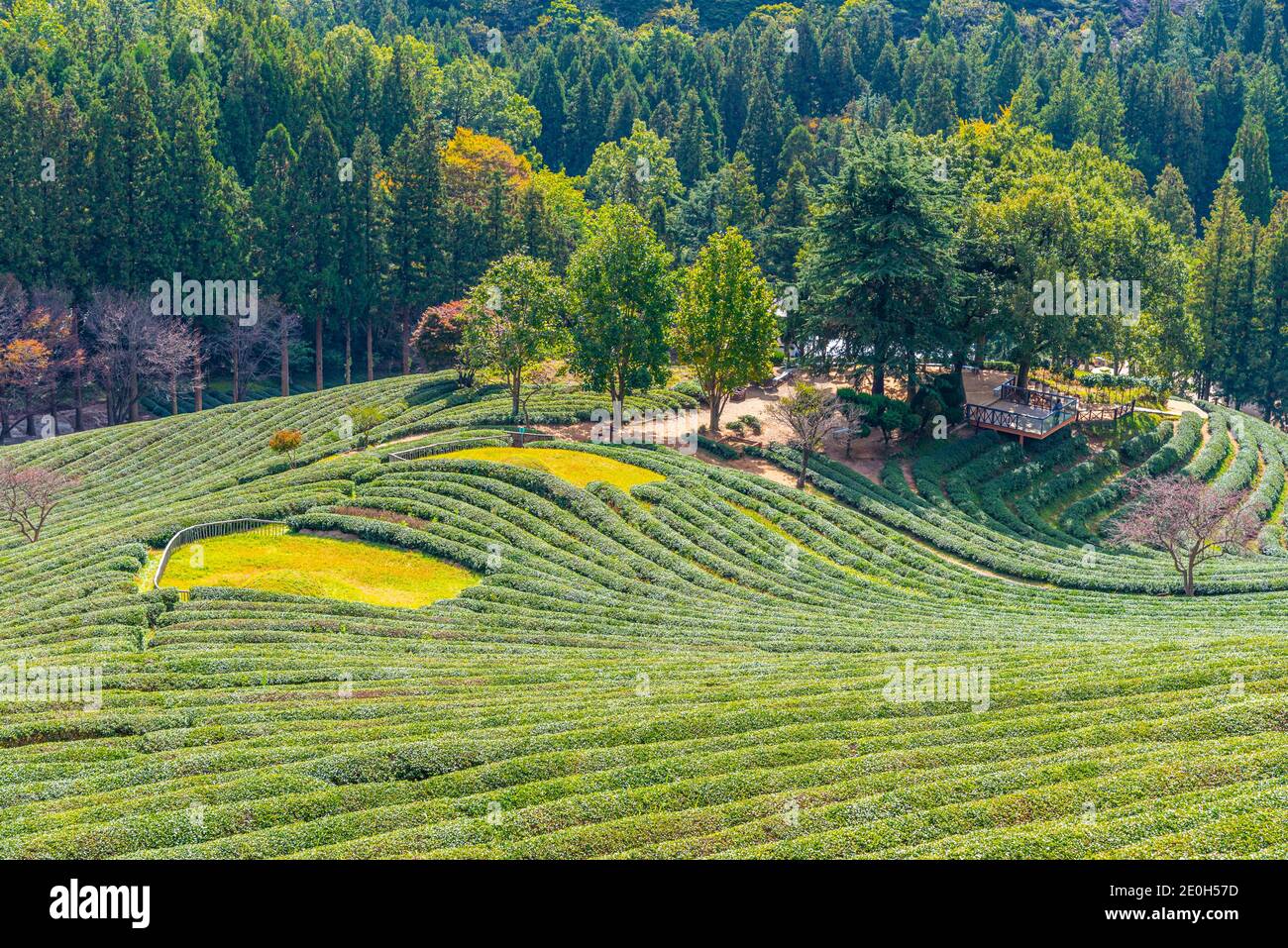 Tea terraces at Boseong tea plantations in Republic of Korea Stock ...