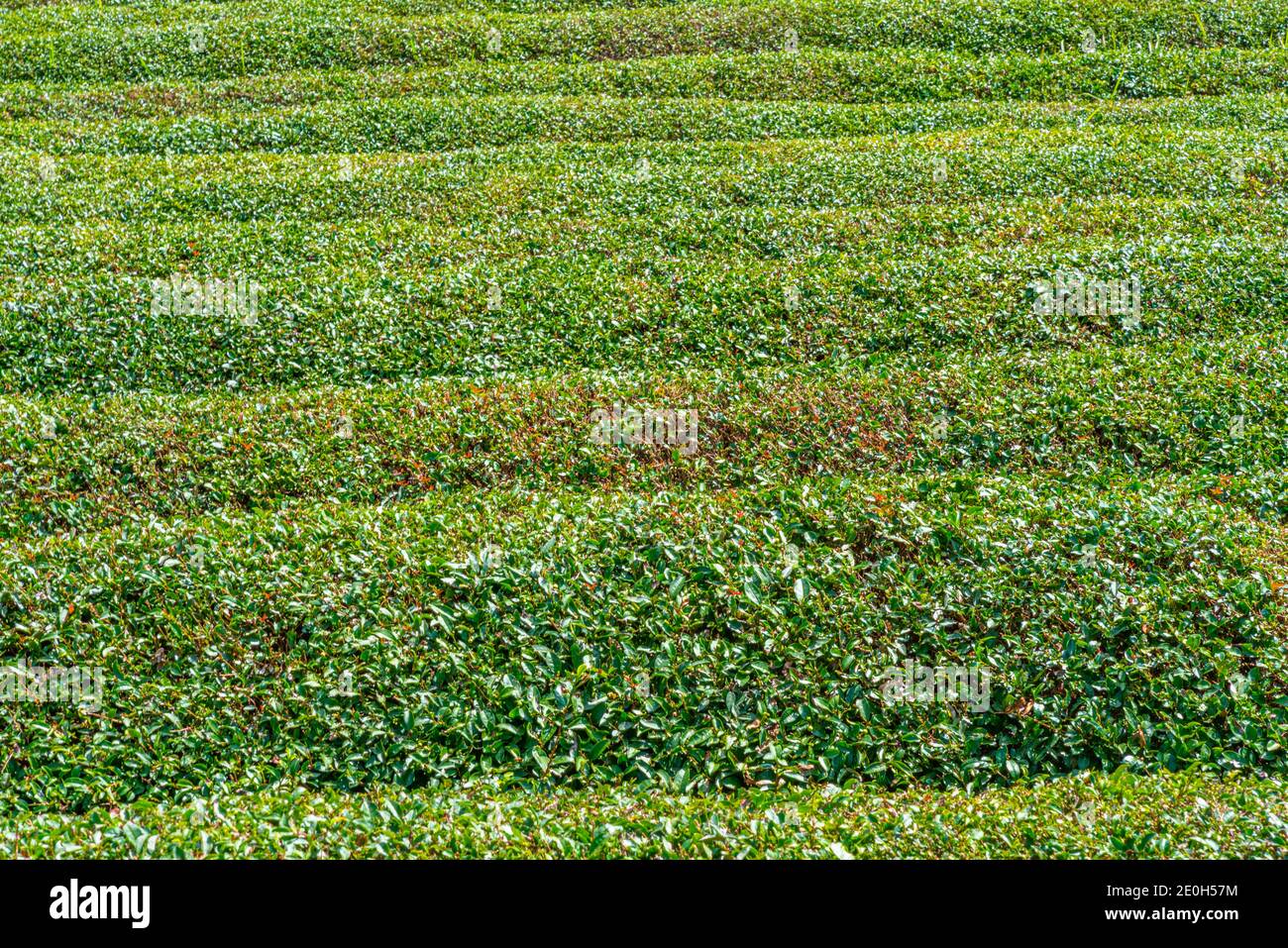 Tea terraces at Boseong tea plantations in Republic of Korea Stock ...
