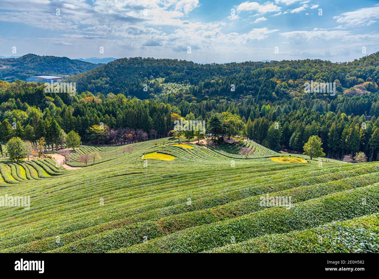 Tea terraces at Boseong tea plantations in Republic of Korea Stock ...