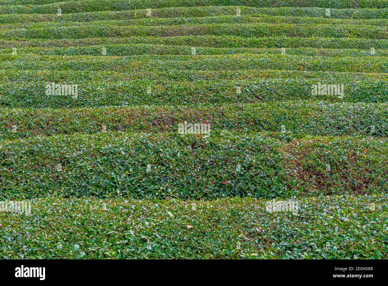 Tea terraces at Boseong tea plantations in Republic of Korea Stock ...