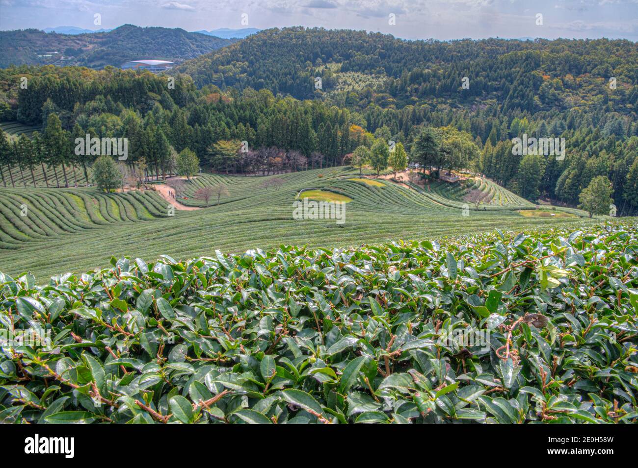 Tea terraces at Boseong tea plantations in Republic of Korea Stock ...