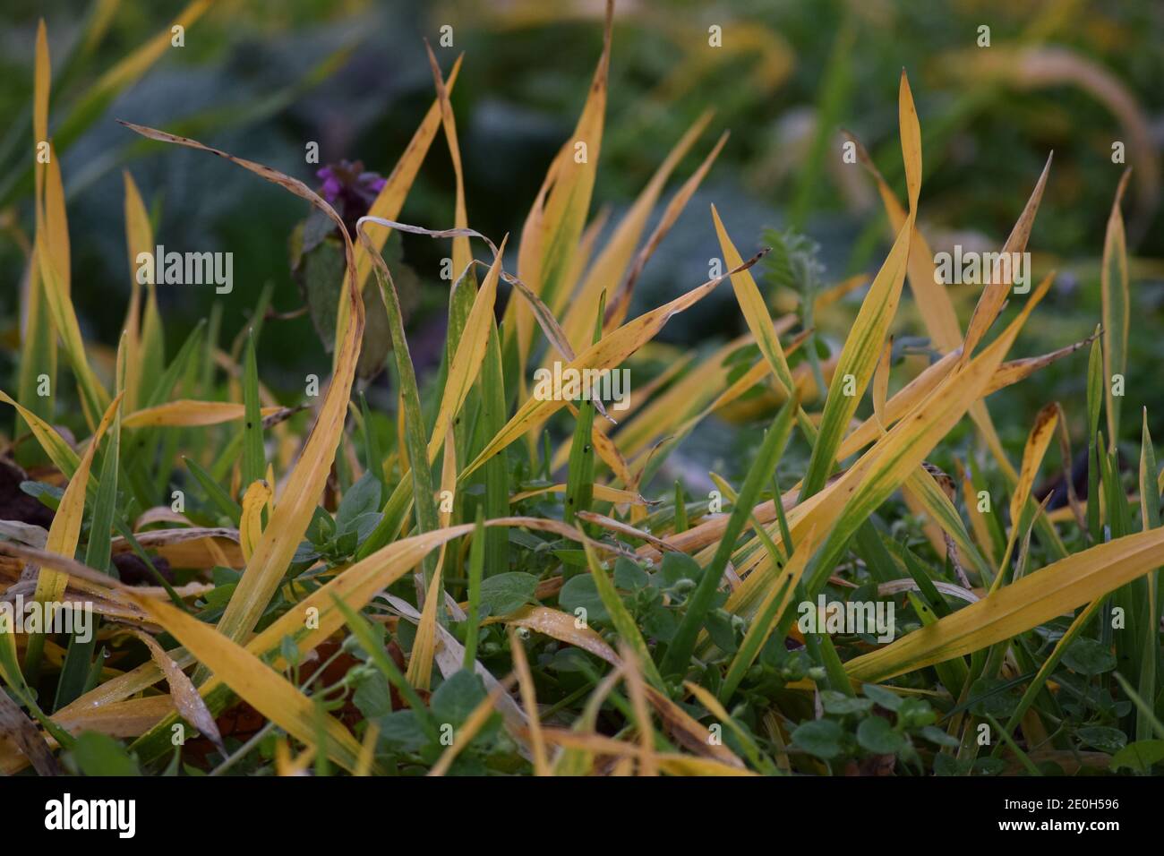 Grass discolored yellow by Over-fertilization Stock Photo - Alamy