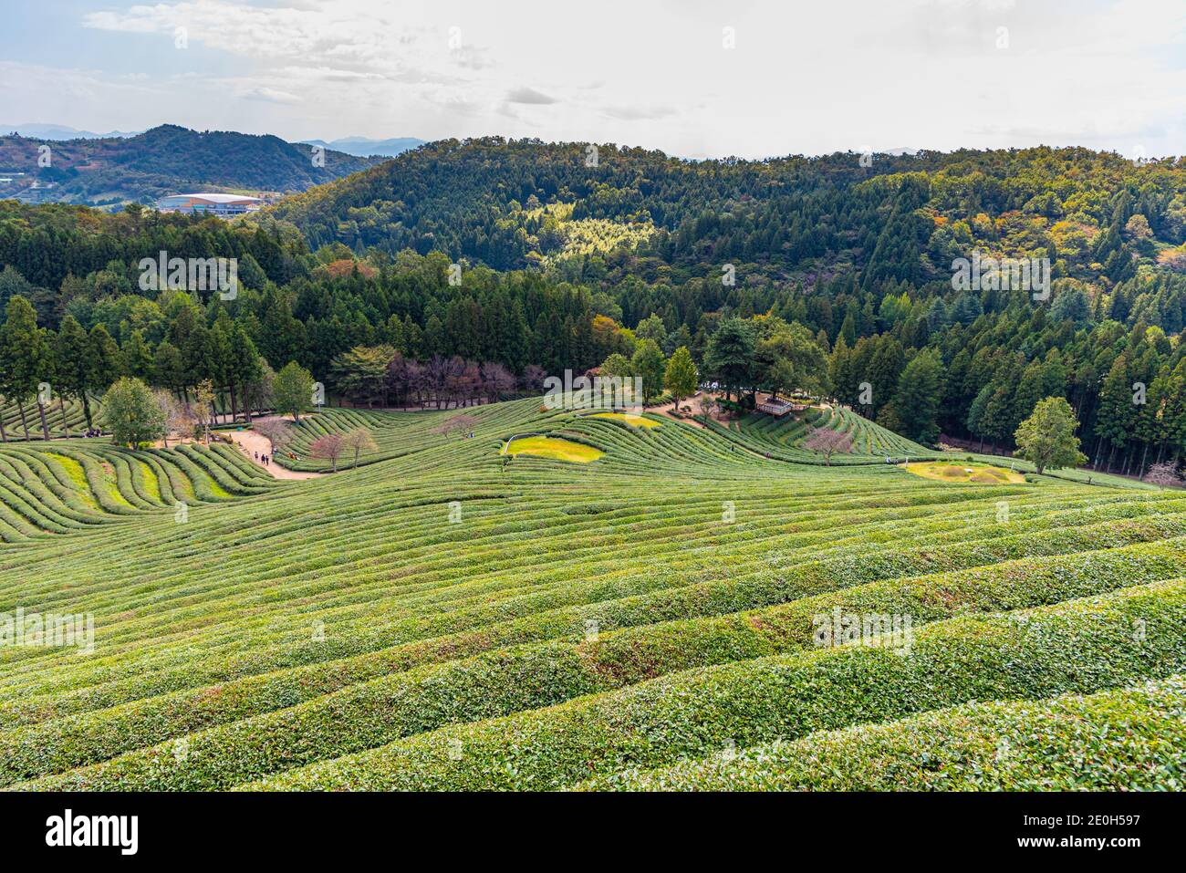 Tea terraces at Boseong tea plantations in Republic of Korea Stock ...