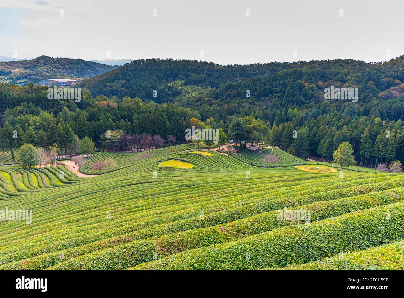 Tea terraces at Boseong tea plantations in Republic of Korea Stock ...