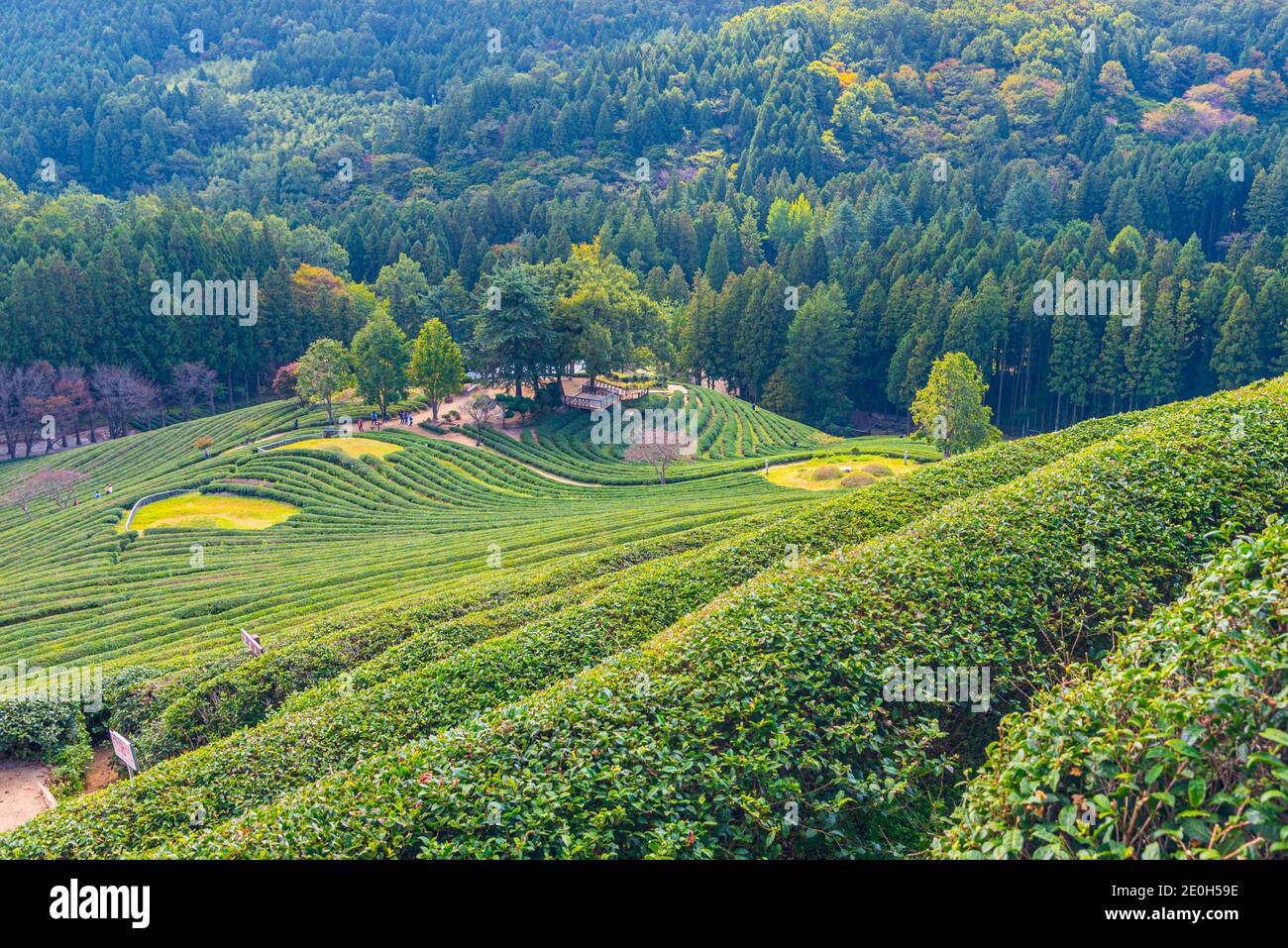 Tea terraces at Boseong tea plantations in Republic of Korea Stock ...