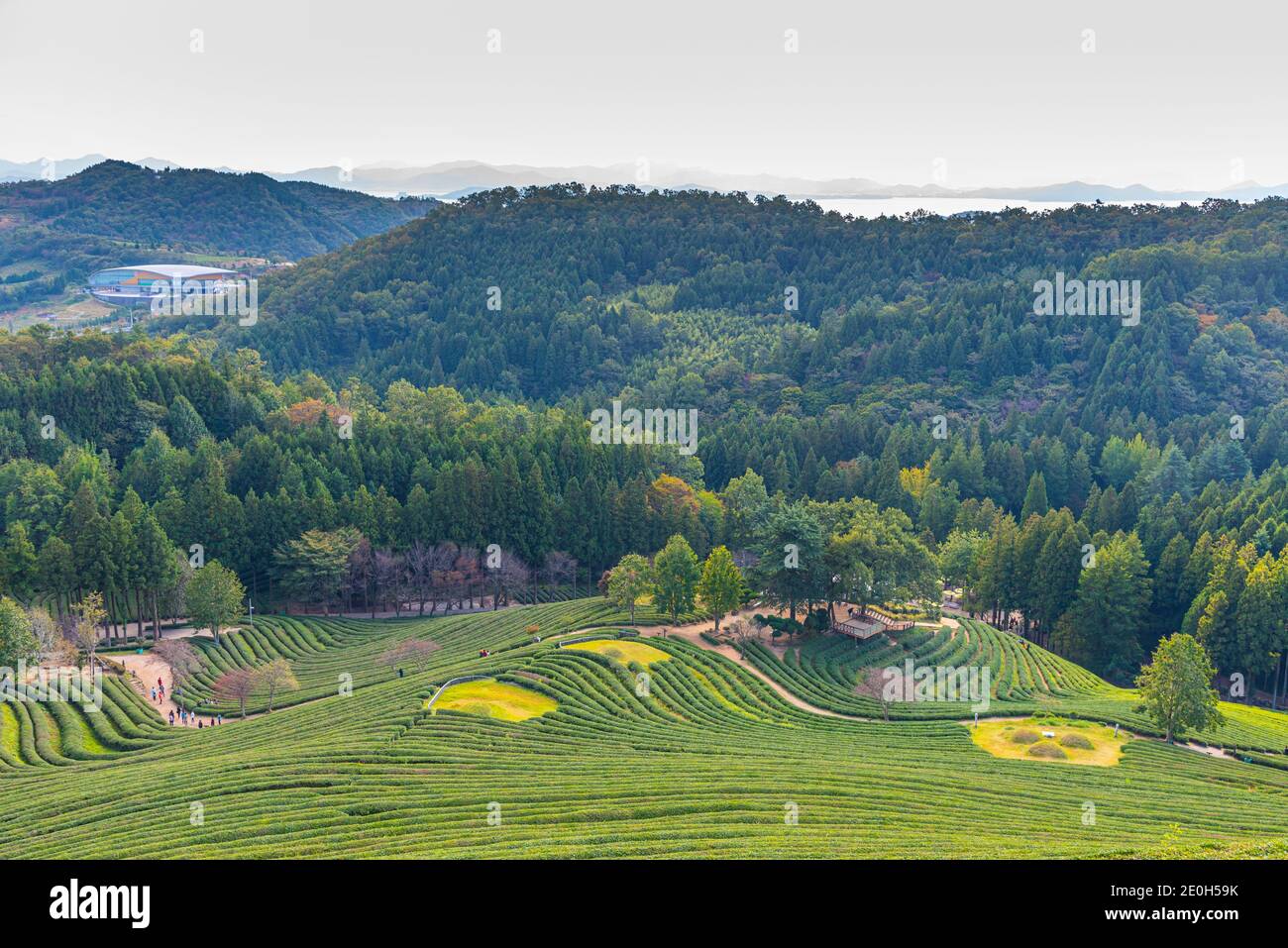Tea terraces at Boseong tea plantations in Republic of Korea Stock ...