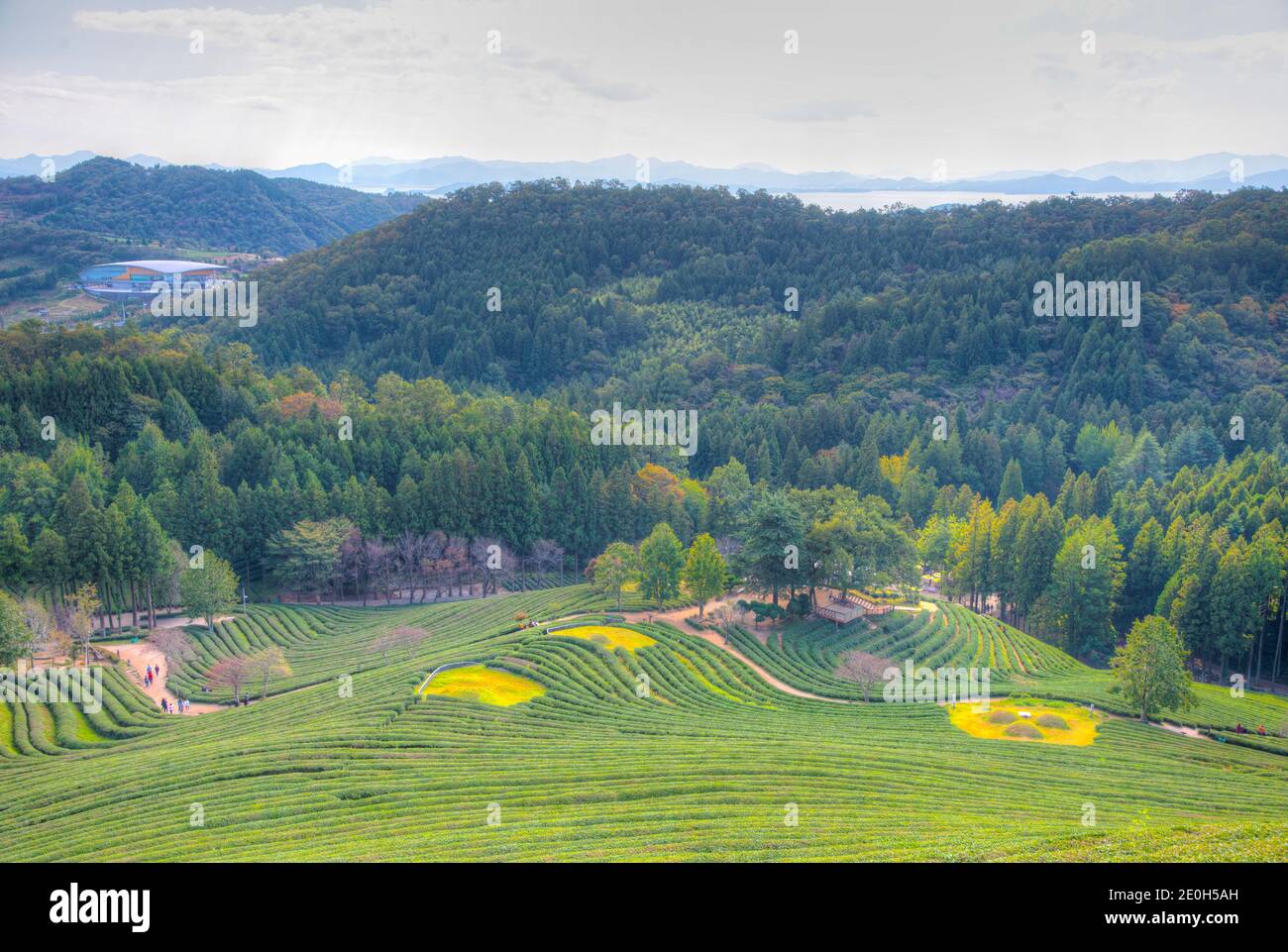Tea terraces at Boseong tea plantations in Republic of Korea Stock ...