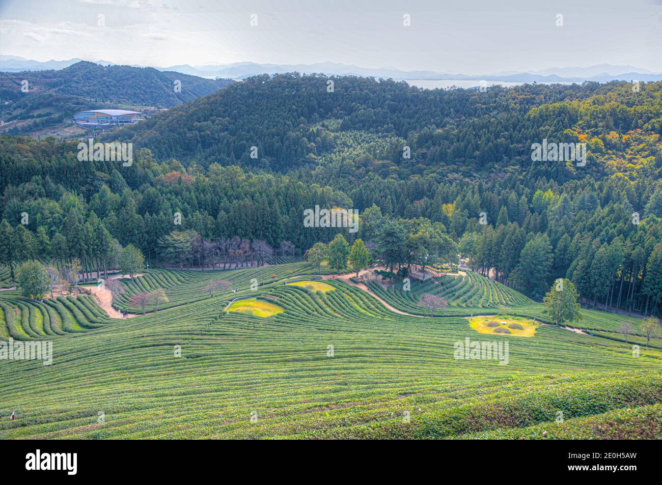 Tea terraces at Boseong tea plantations in Republic of Korea Stock ...