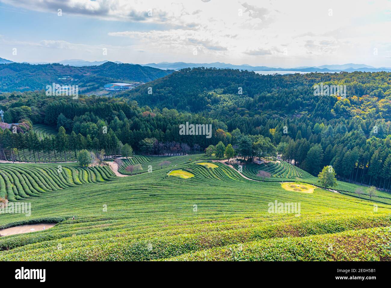 Tea terraces at Boseong tea plantations in Republic of Korea Stock ...