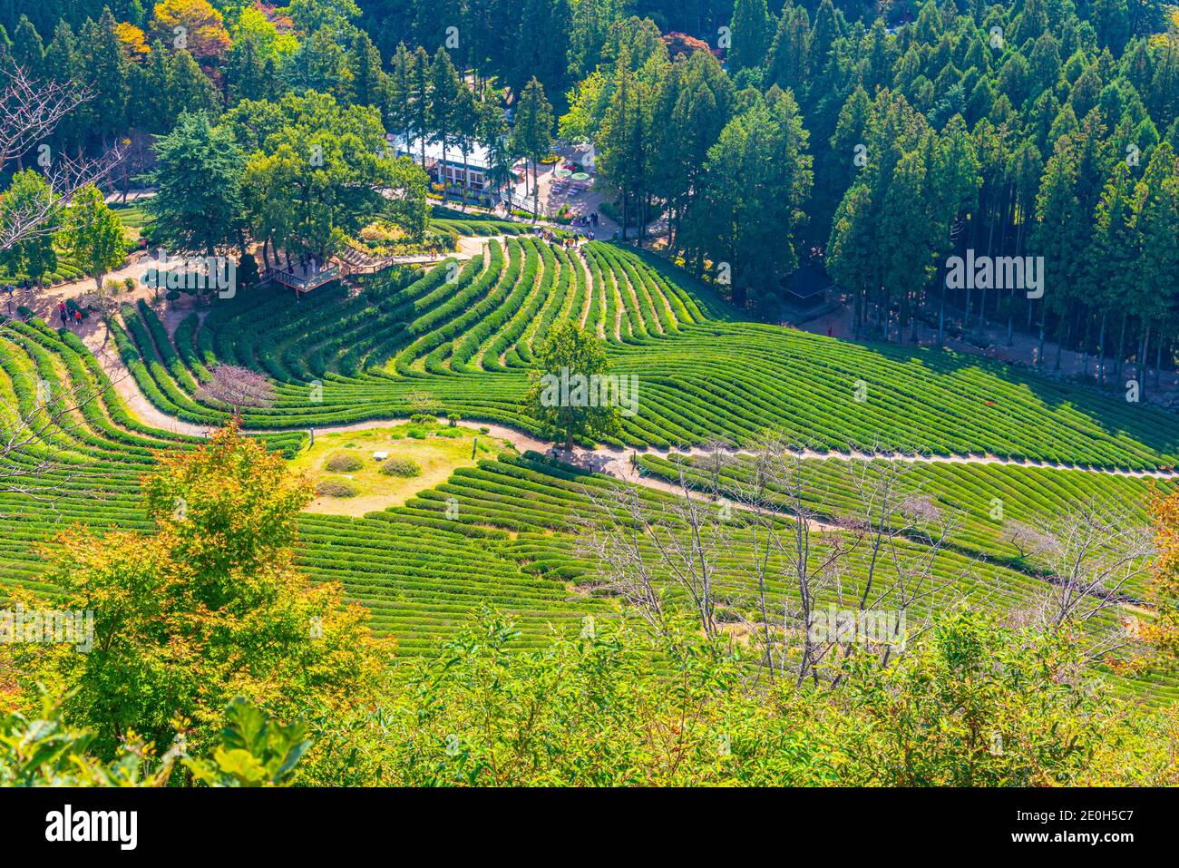 Tea terraces at Boseong tea plantations in Republic of Korea Stock ...