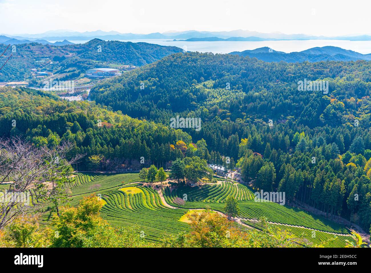 Tea terraces at Boseong tea plantations in Republic of Korea Stock ...