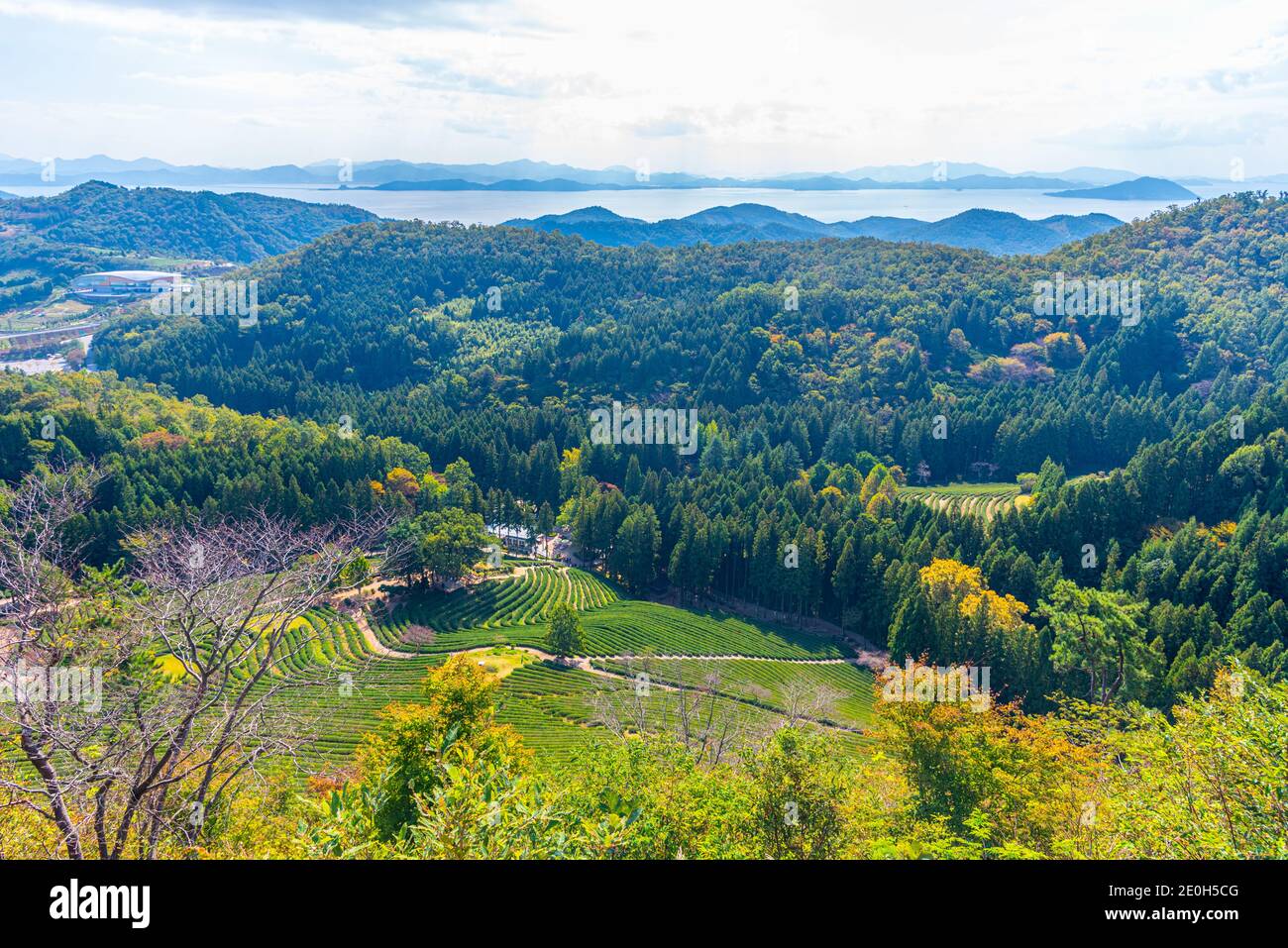 Tea terraces at Boseong tea plantations in Republic of Korea Stock ...