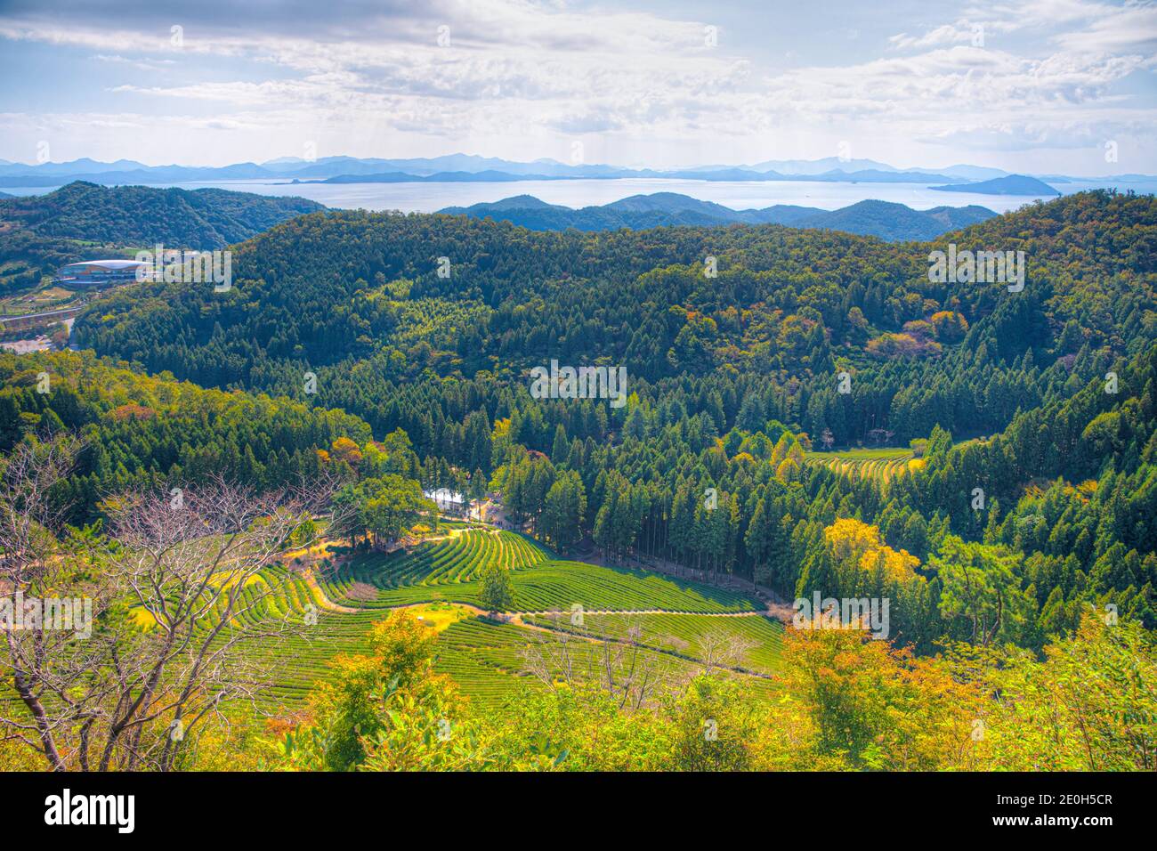 Tea terraces at Boseong tea plantations in Republic of Korea Stock ...
