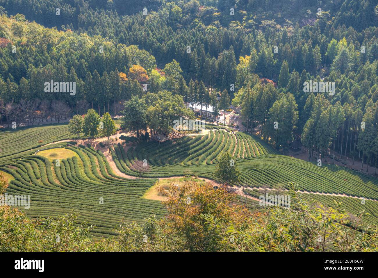 Tea terraces at Boseong tea plantations in Republic of Korea Stock ...