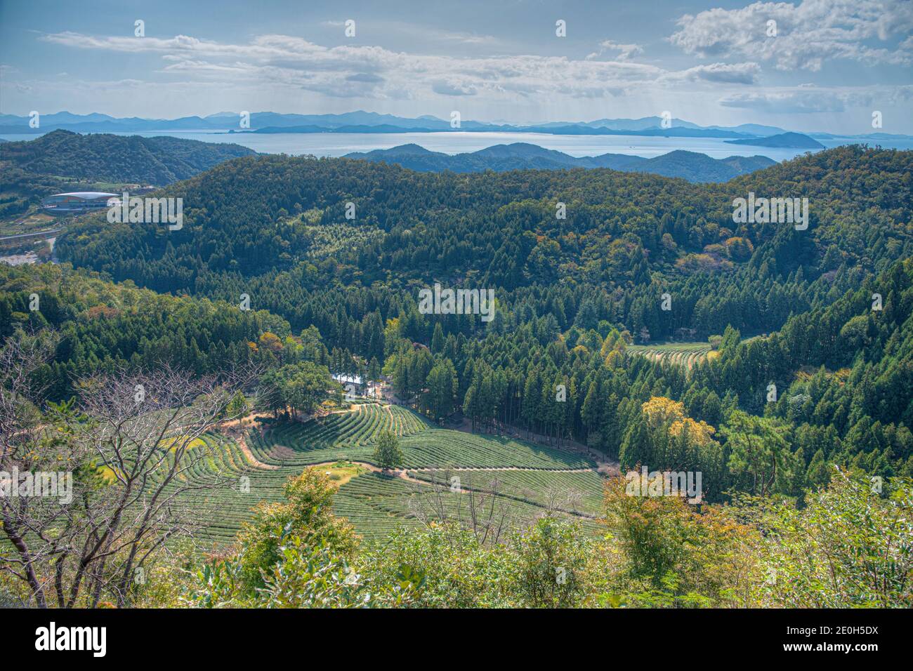 Tea terraces at Boseong tea plantations in Republic of Korea Stock ...