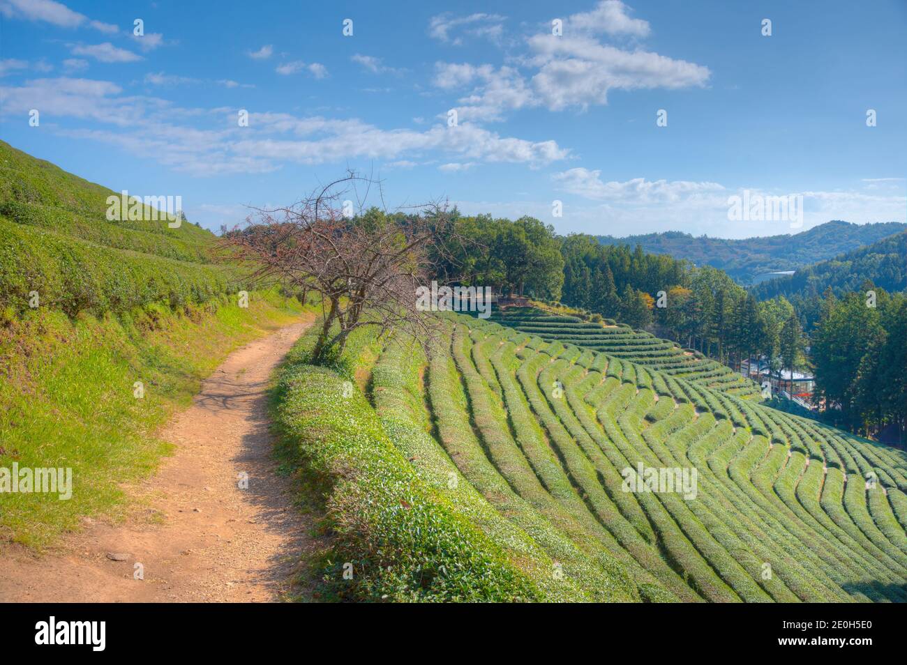 Tea terraces at Boseong tea plantations in Republic of Korea Stock ...
