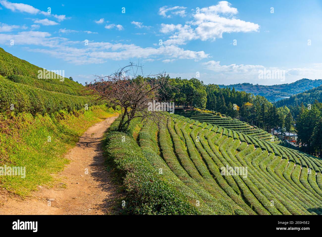 Tea terraces at Boseong tea plantations in Republic of Korea Stock ...