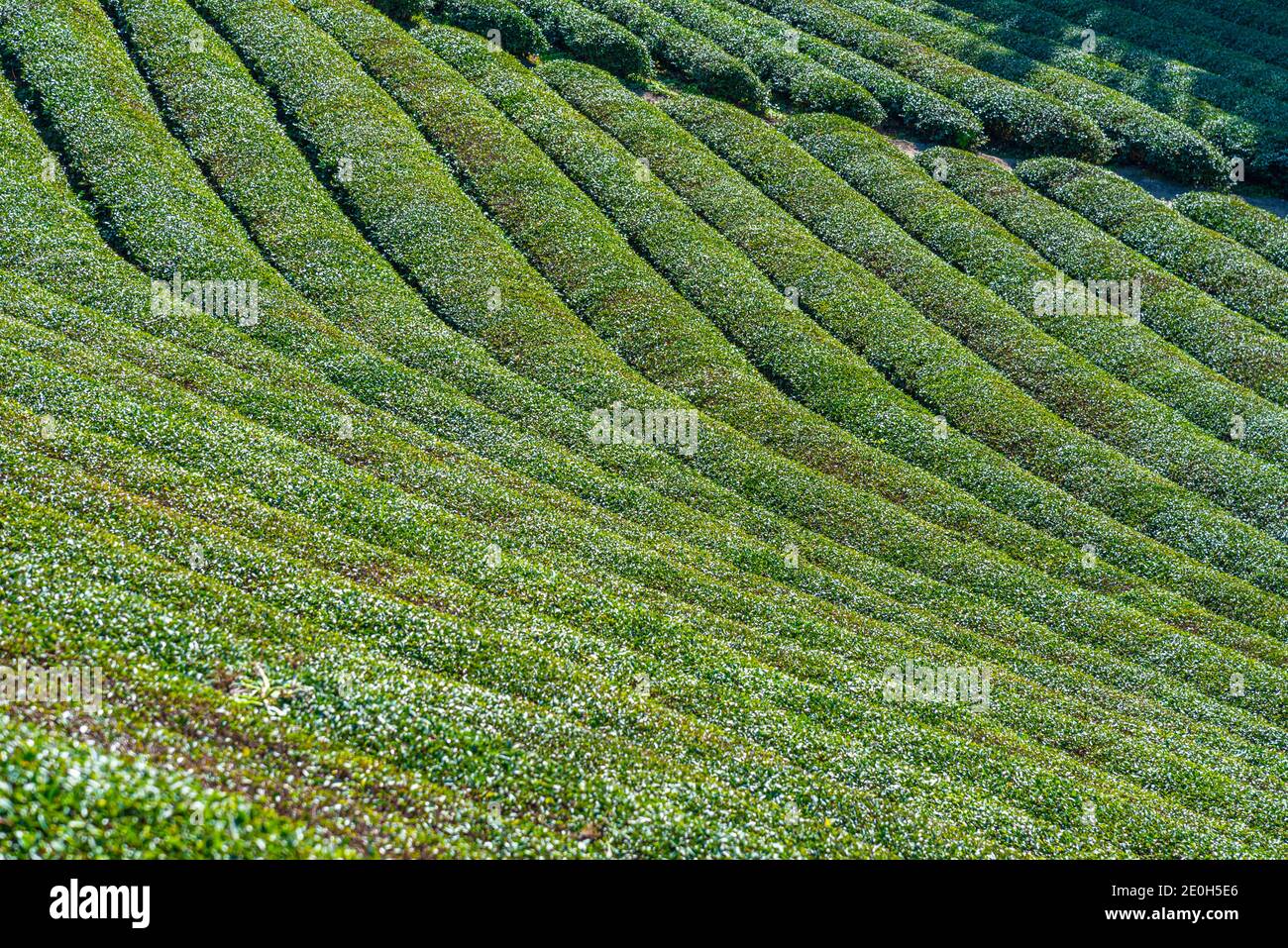 Tea terraces at Boseong tea plantations in Republic of Korea Stock ...