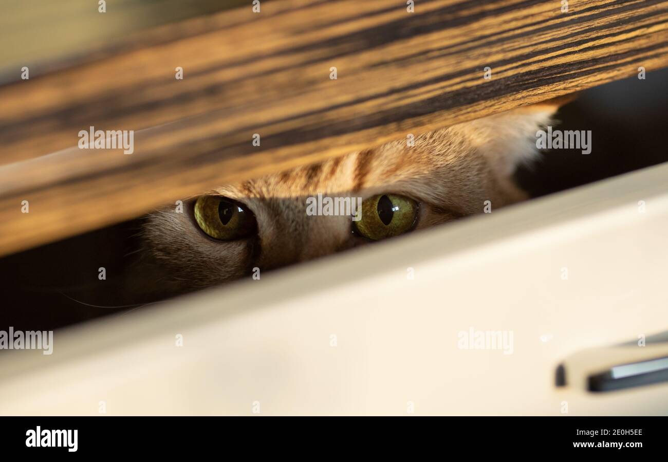 cat looking from inside slightly open drawer Stock Photo - Alamy