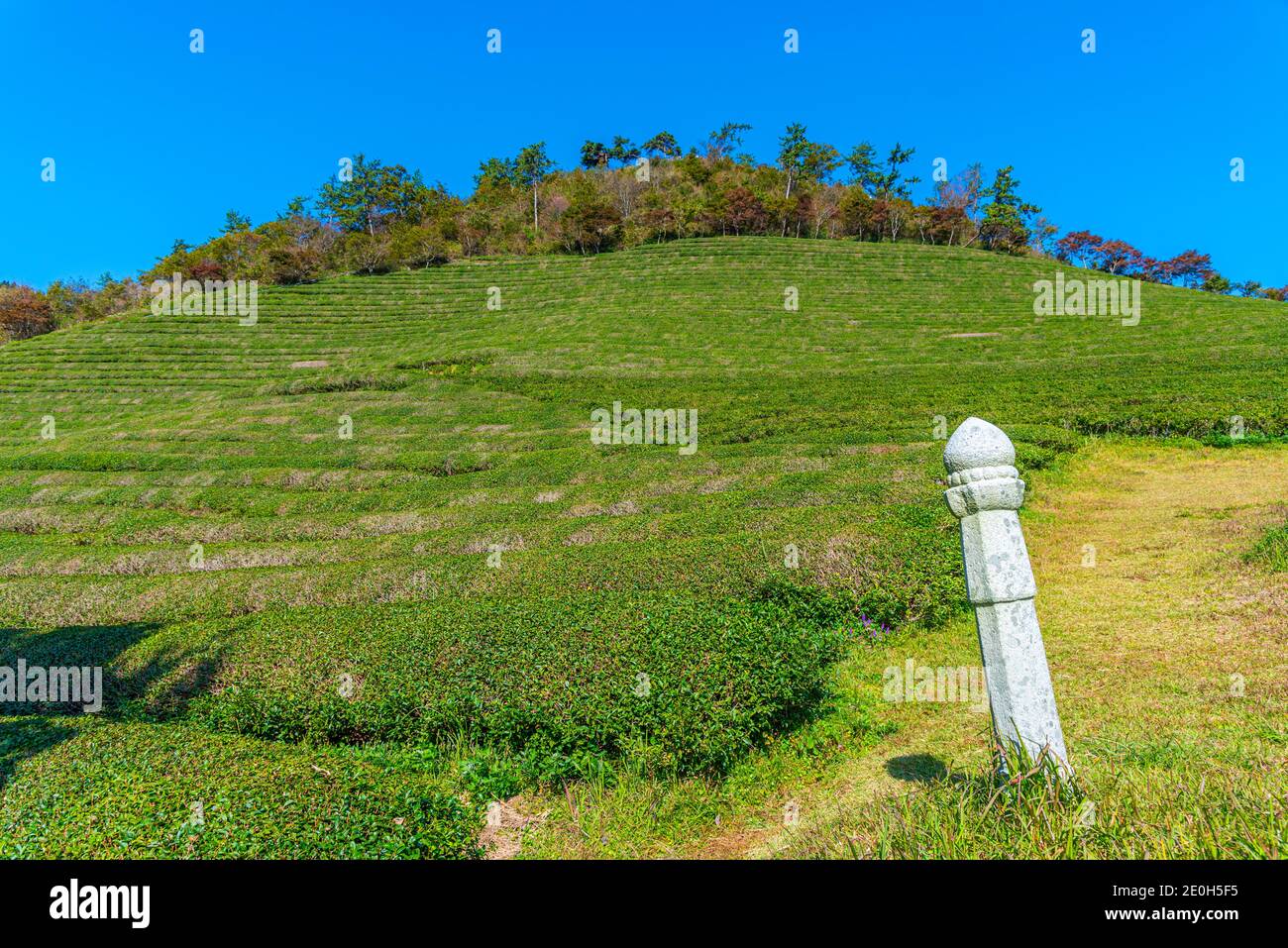 Tea terraces at Boseong tea plantations in Republic of Korea Stock ...