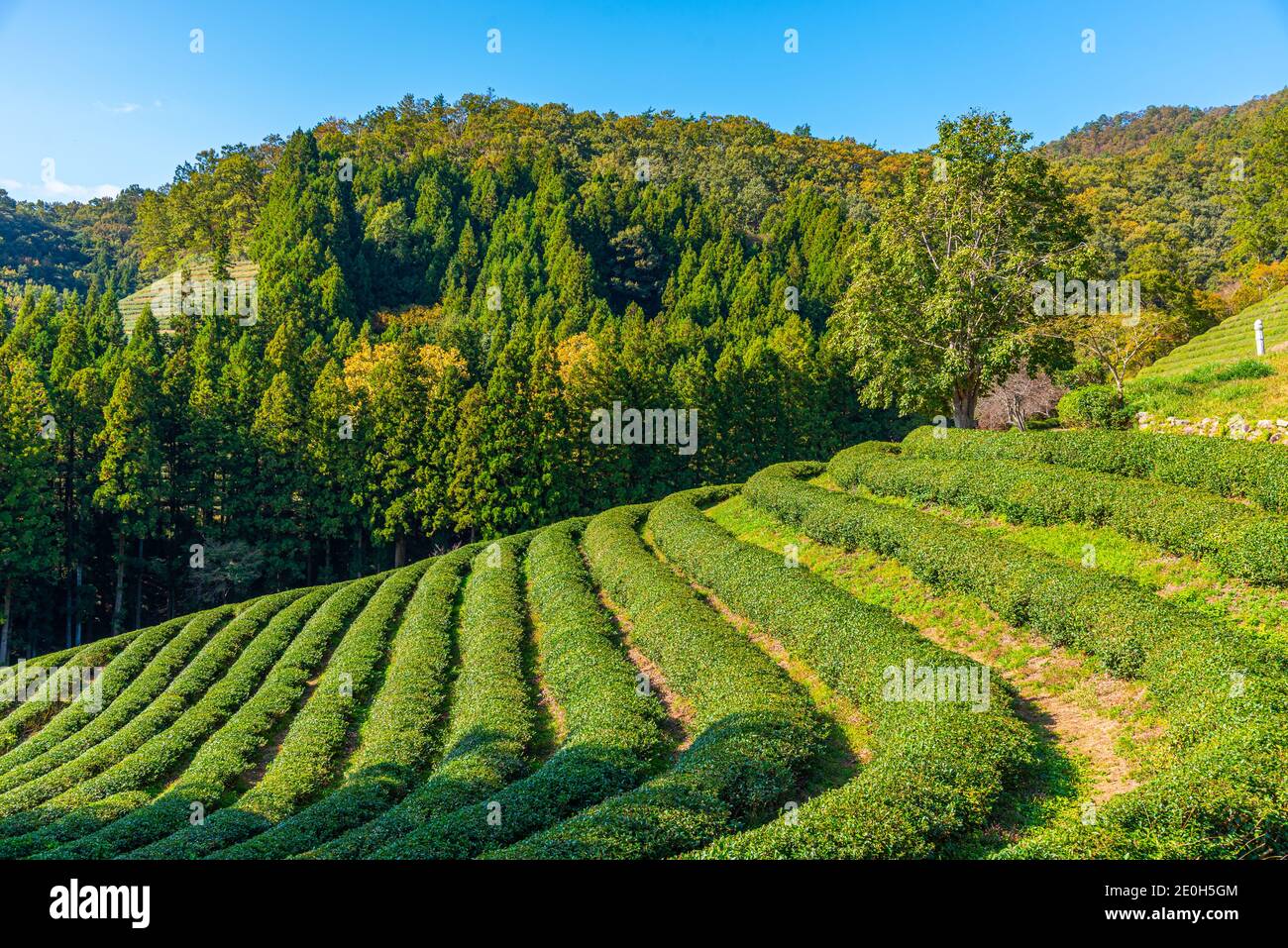Tea terraces at Boseong tea plantations in Republic of Korea Stock ...