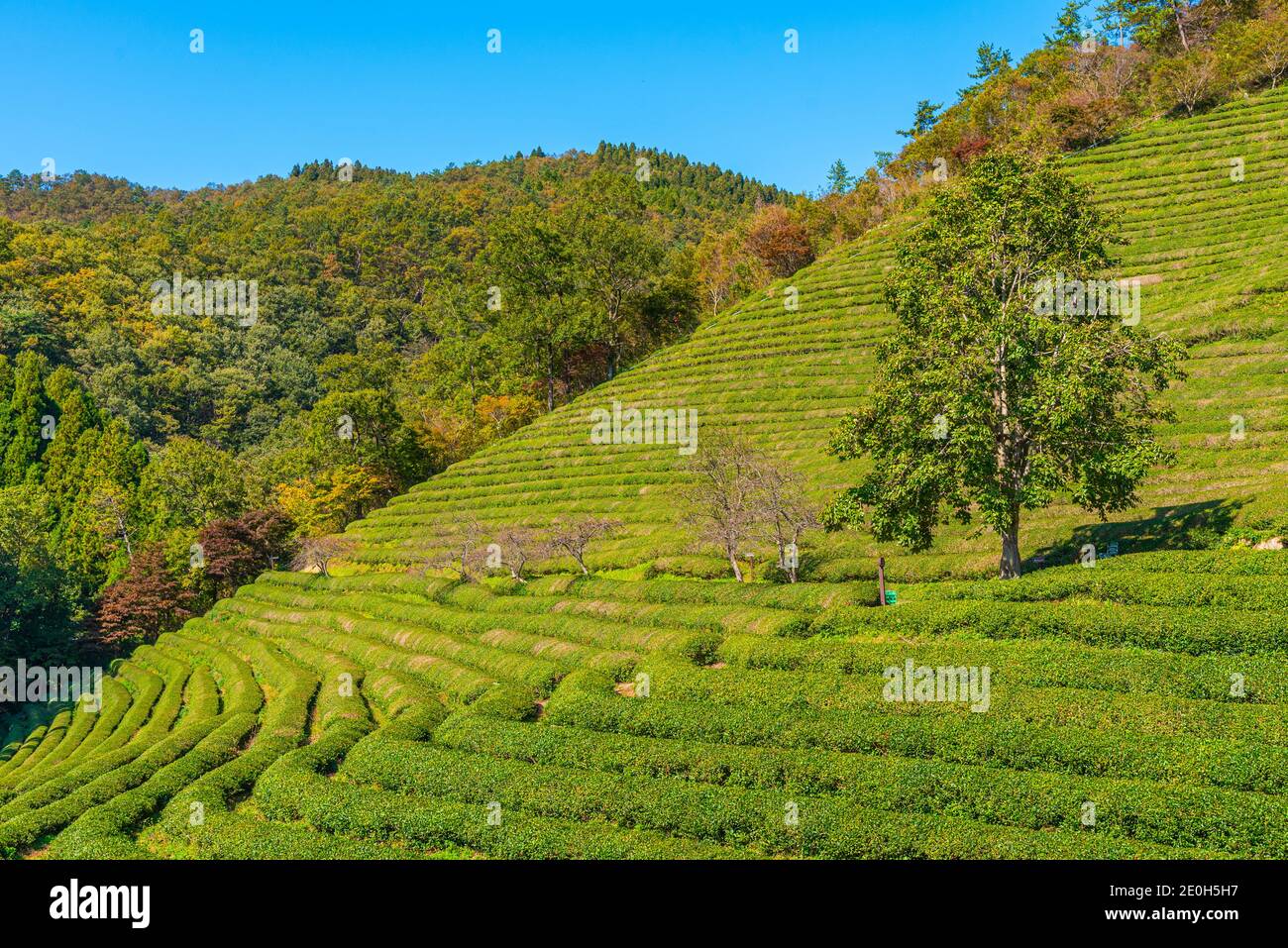 Tea terraces at Boseong tea plantations in Republic of Korea Stock ...