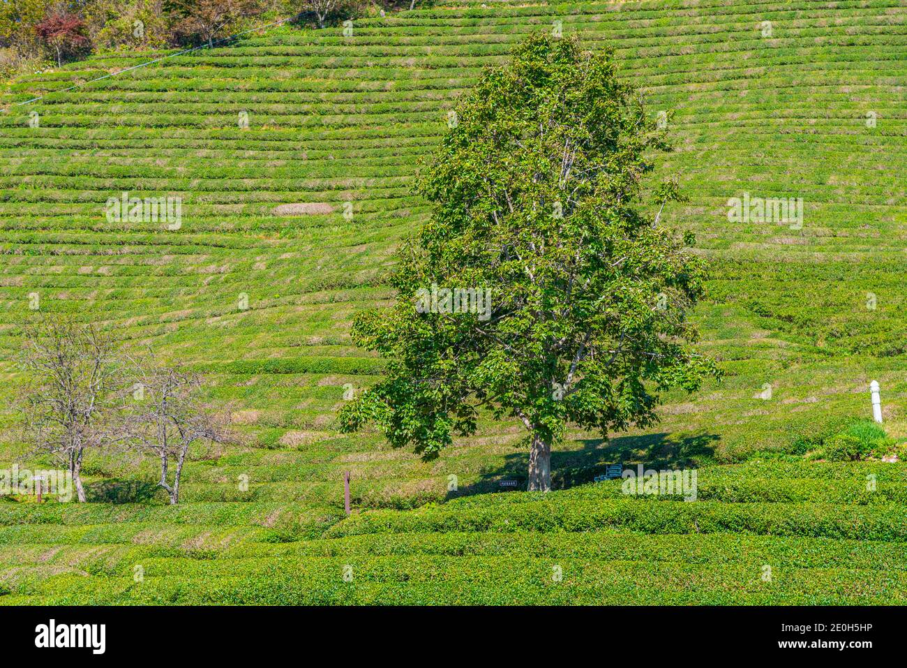 Tea terraces at Boseong tea plantations in Republic of Korea Stock ...