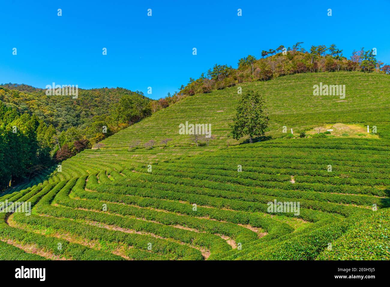 Tea terraces at Boseong tea plantations in Republic of Korea Stock ...