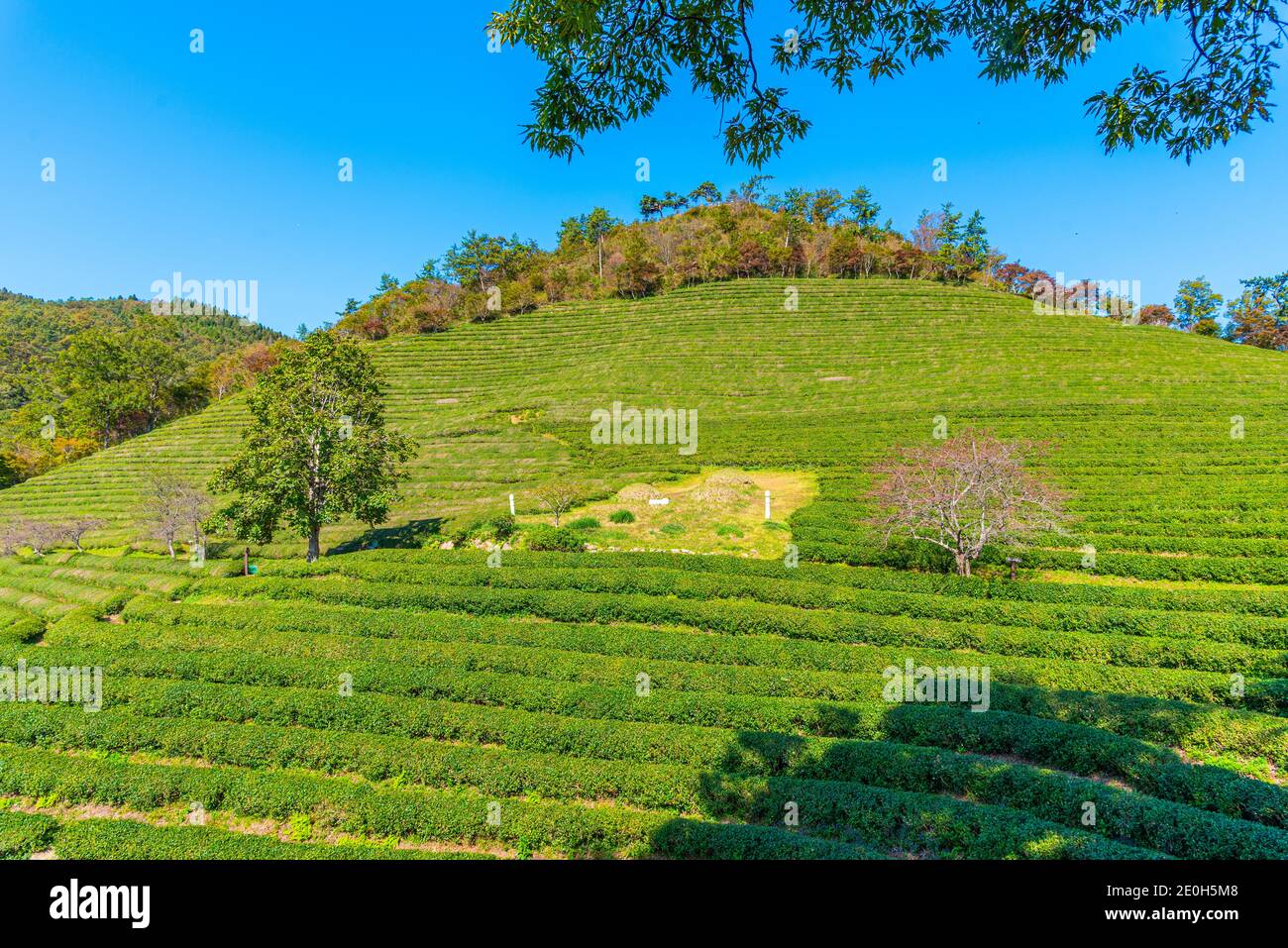 Tea terraces at Boseong tea plantations in Republic of Korea Stock ...