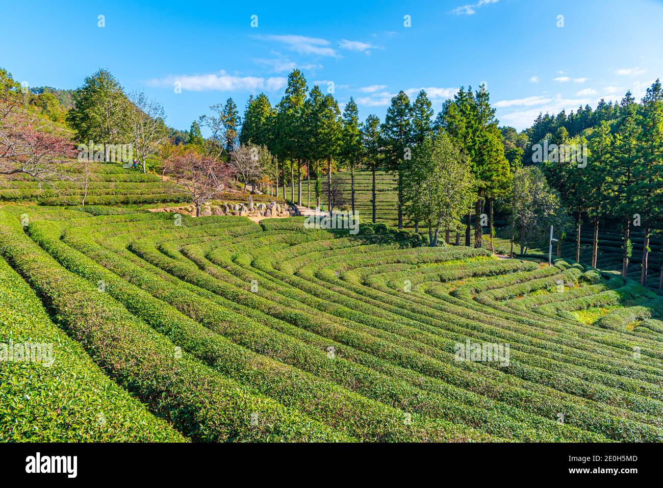 Tea terraces at Boseong tea plantations in Republic of Korea Stock ...