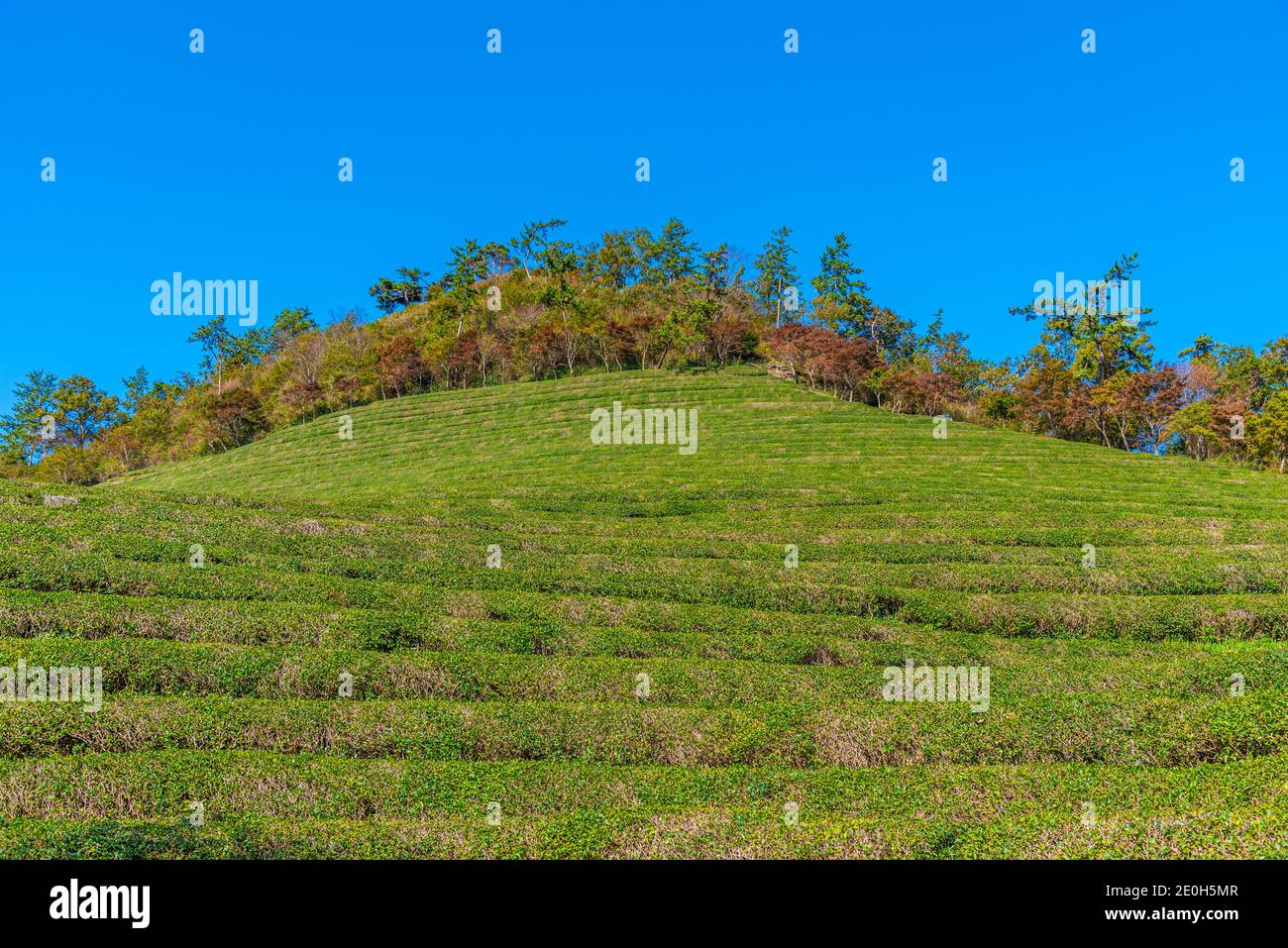 Tea terraces at Boseong tea plantations in Republic of Korea Stock ...