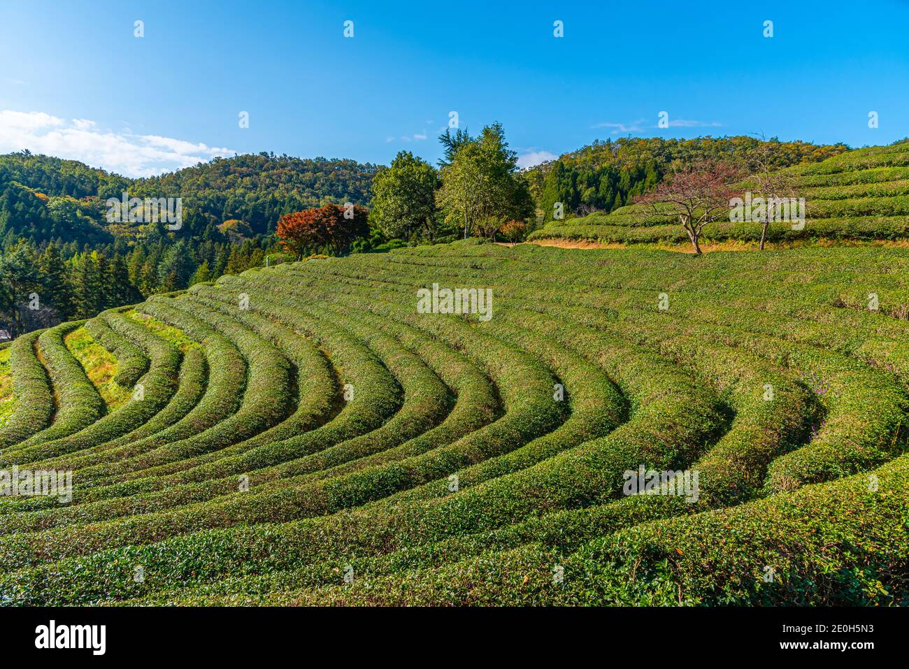 Tea terraces at Boseong tea plantations in Republic of Korea Stock ...
