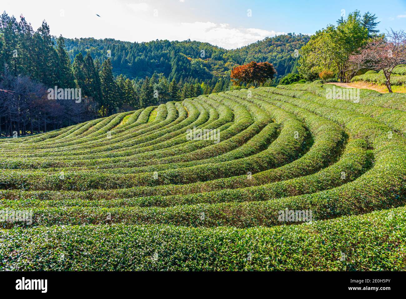 Tea terraces at Boseong tea plantations in Republic of Korea Stock ...