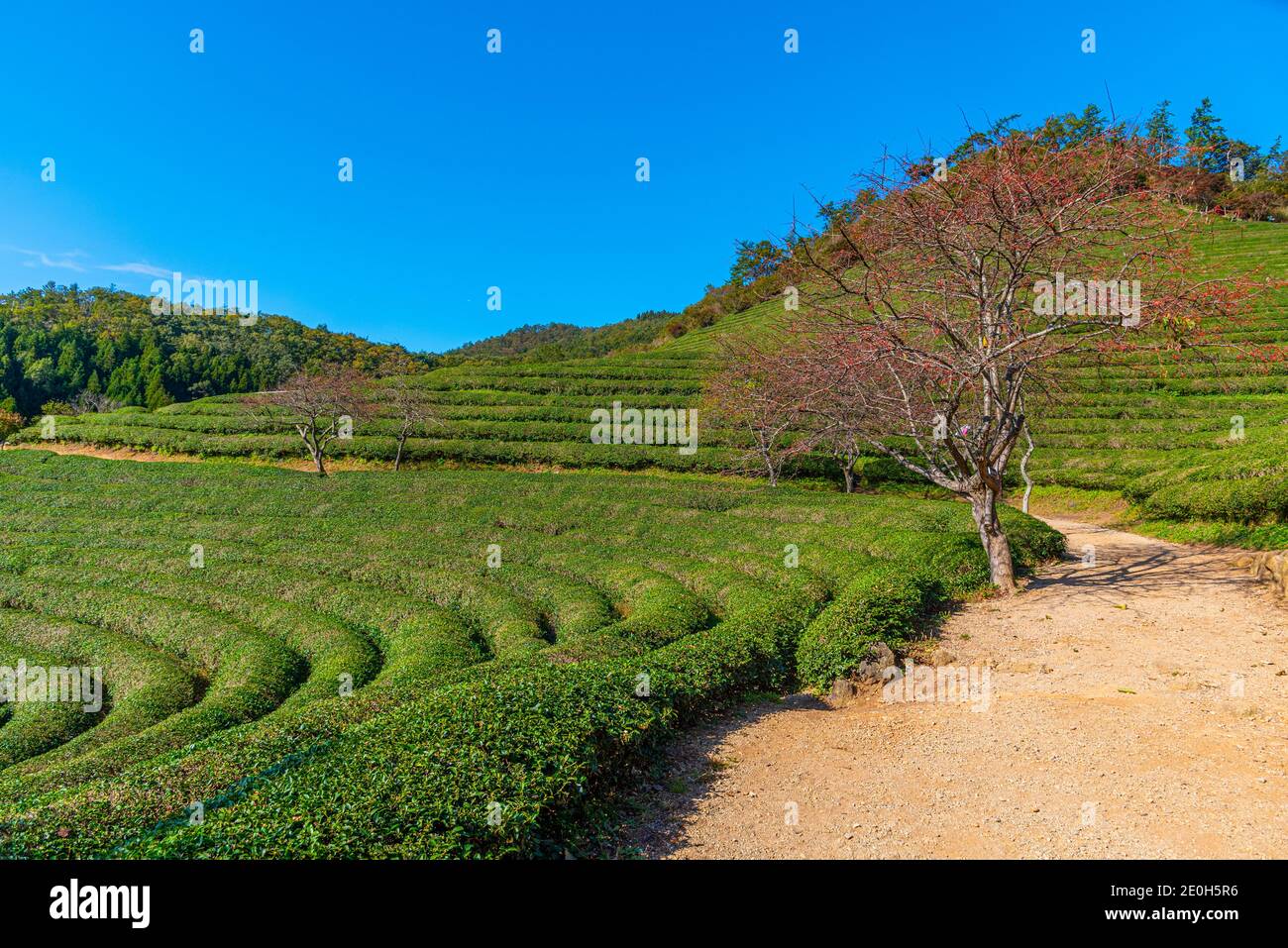 Tea terraces at Boseong tea plantations in Republic of Korea Stock ...