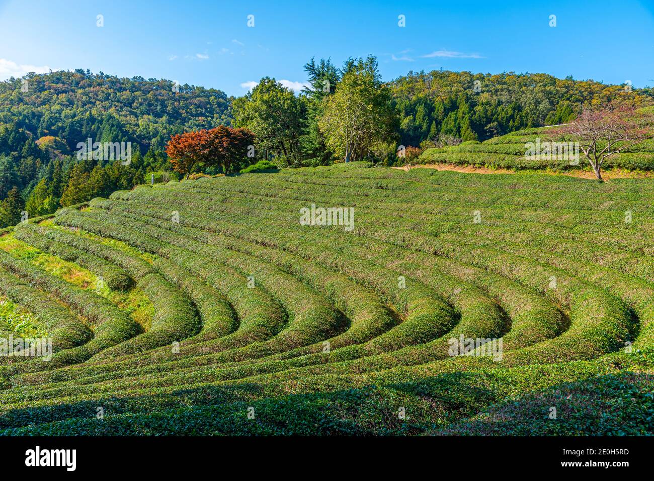 Tea terraces at Boseong tea plantations in Republic of Korea Stock ...