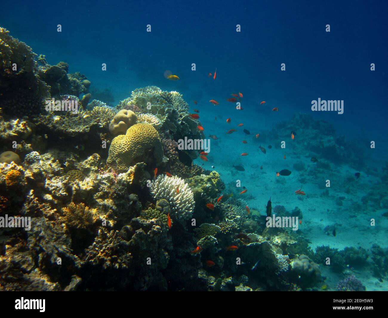 nice colorful species-rich coral reef in the red sea Stock Photo - Alamy