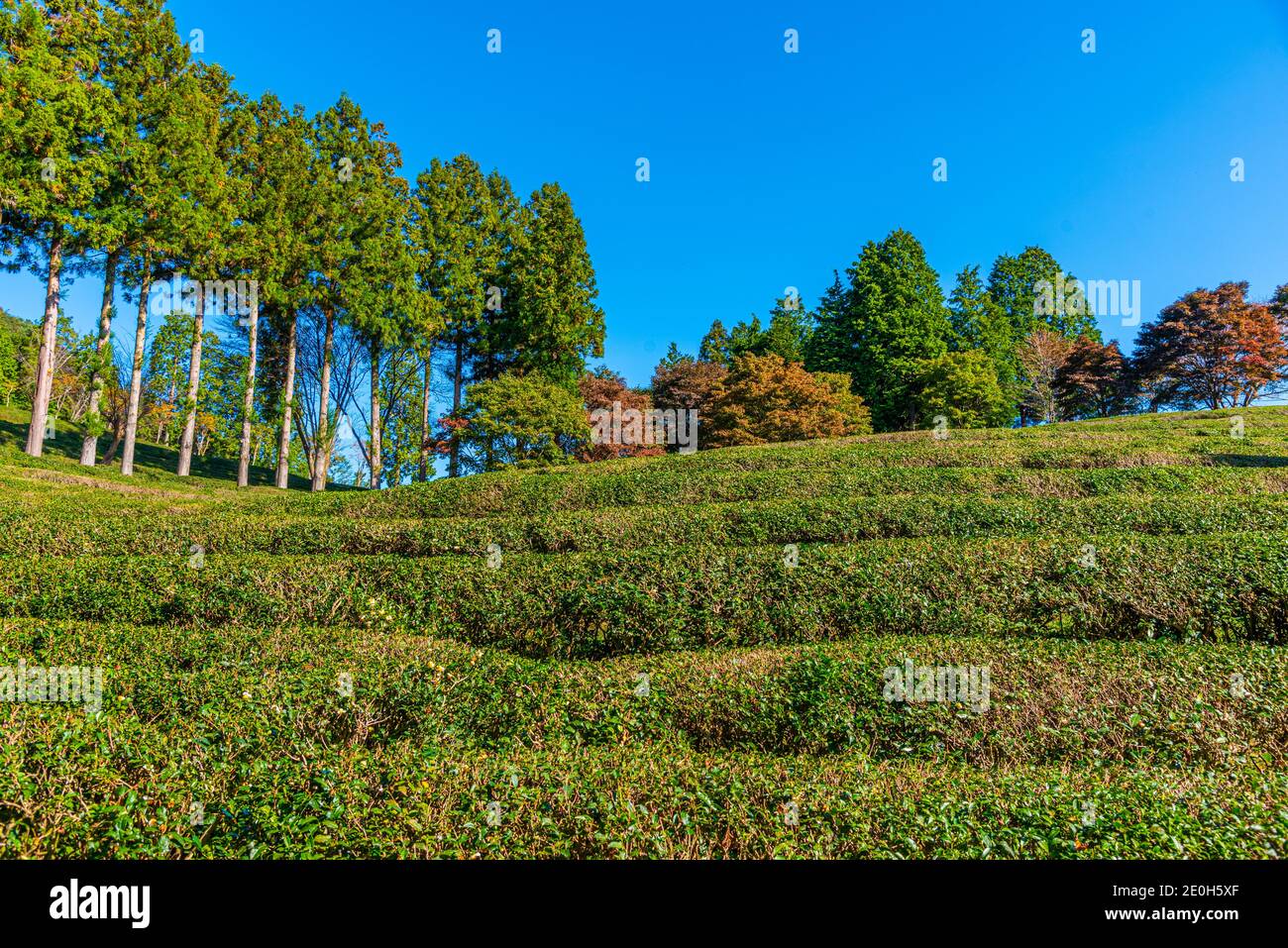 Tea terraces at Boseong tea plantations in Republic of Korea Stock ...
